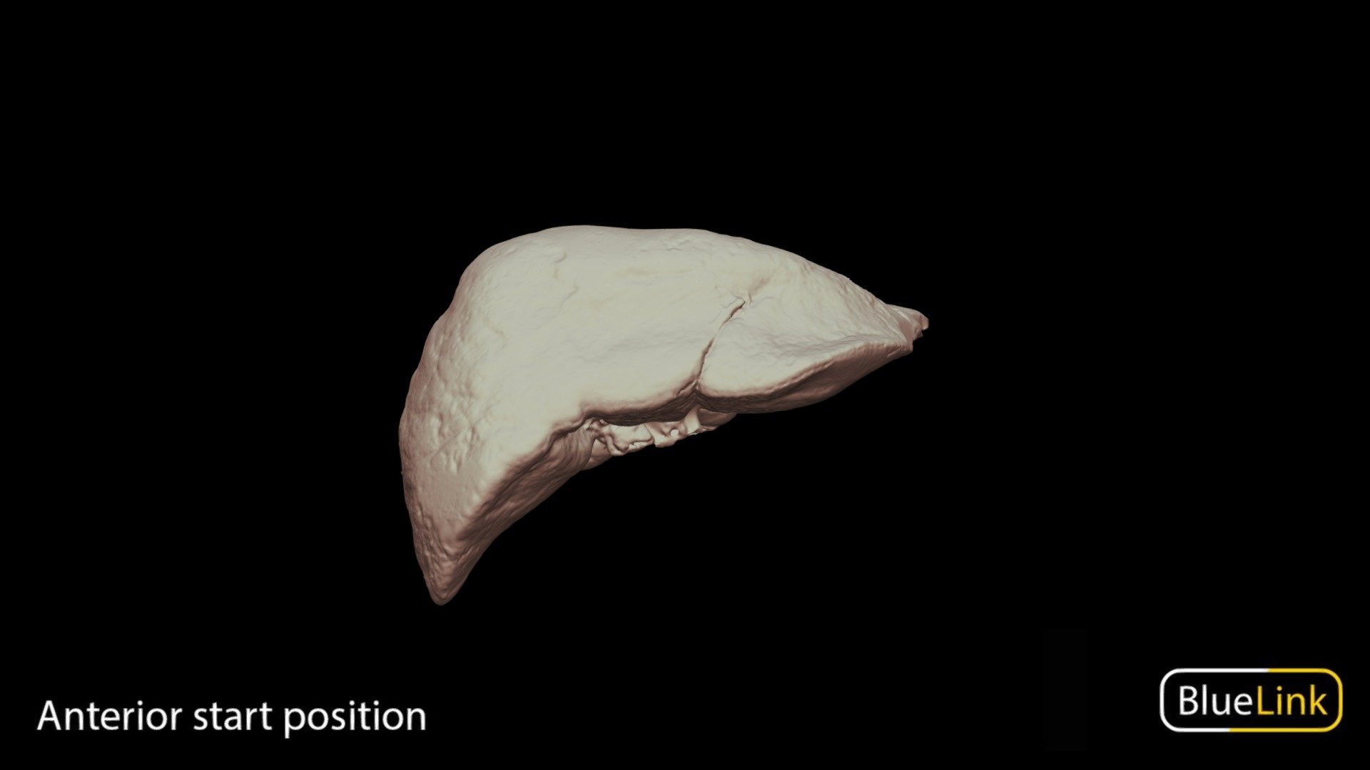 Liver 2 - 3D model by Bluelink Anatomy - University of Michigan ...
