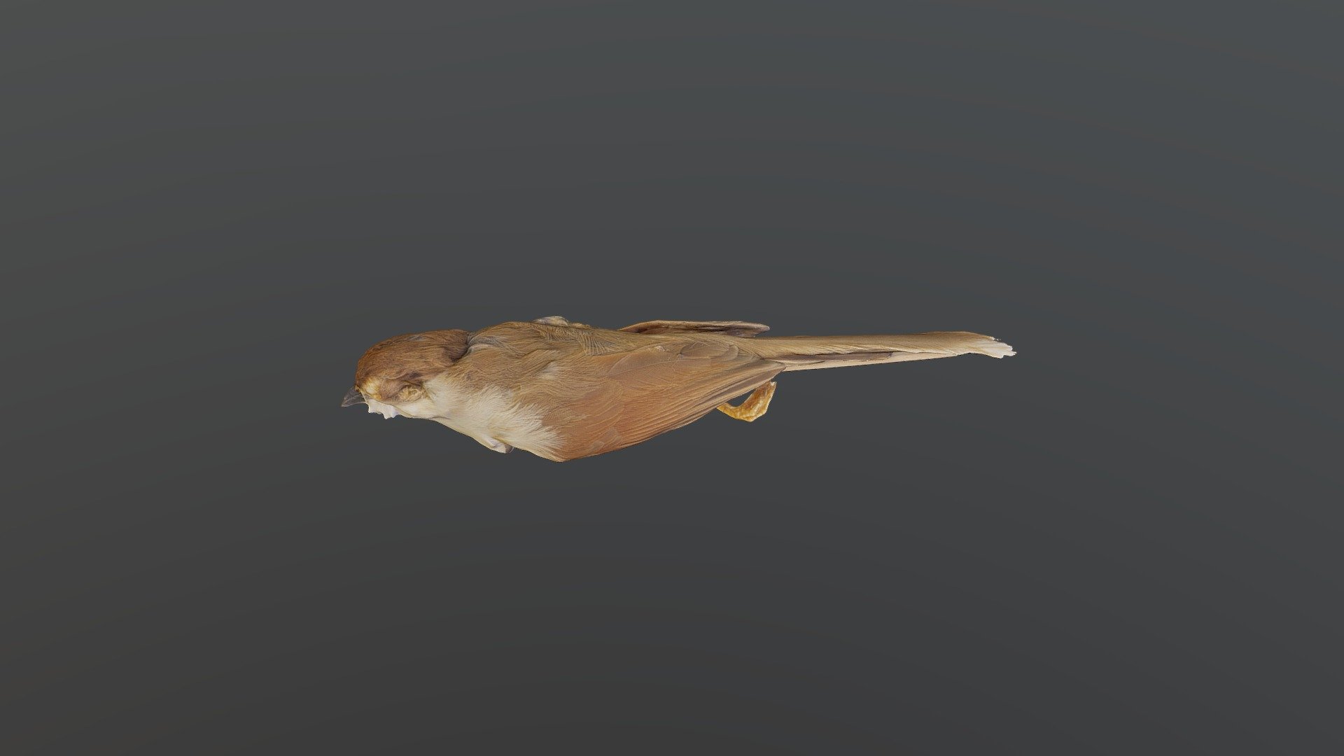 Yellow-eyed Babbler - Chrysomma sinense - Download Free 3D model by ...