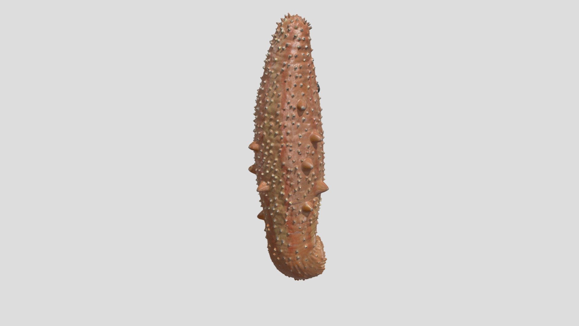 Sea Cucumber Model