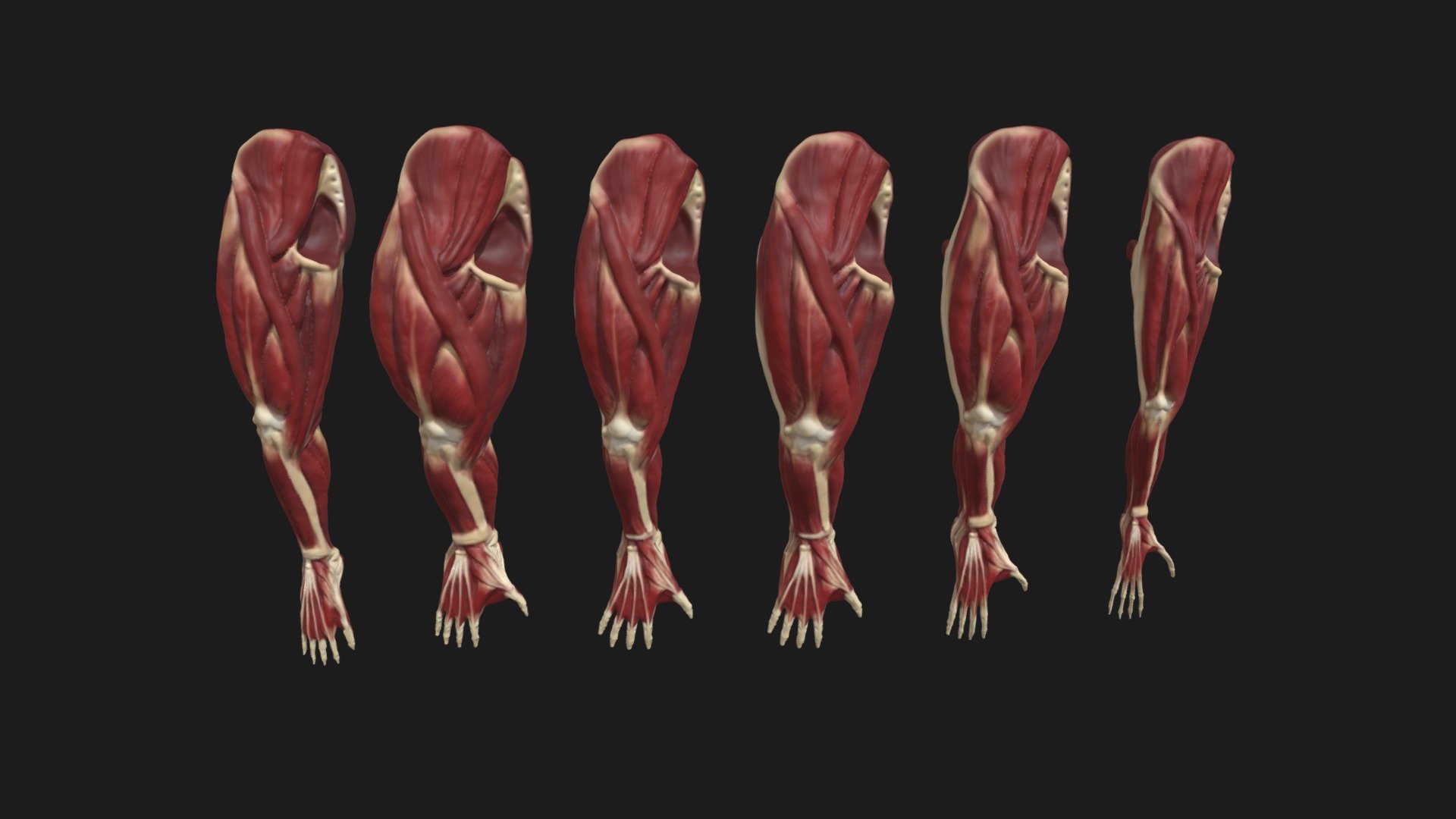 Lower limb-human, great apes, gibbon - 3D model by VISIBLE APE PROJECT ...