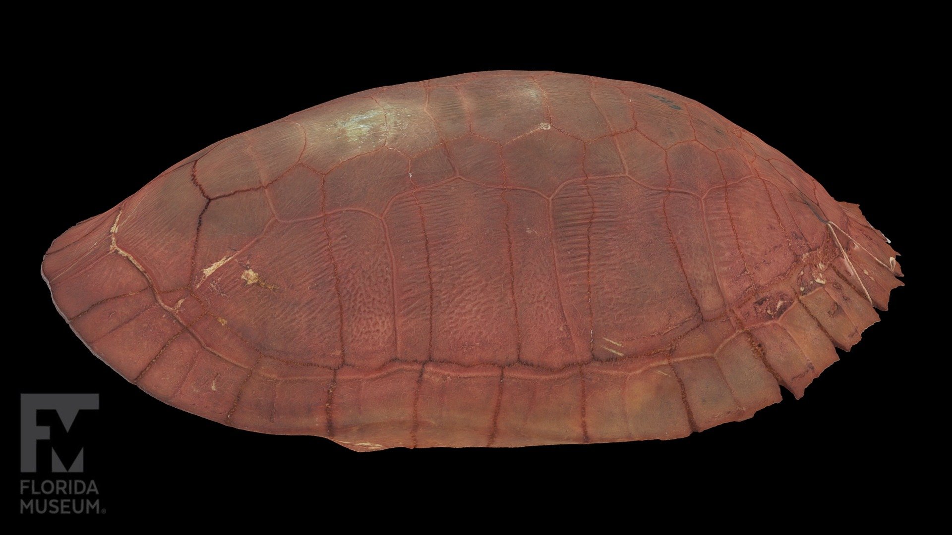 Chicken Turtle Shell - 3D model by FloridaMuseum [8dc3d94] - Sketchfab