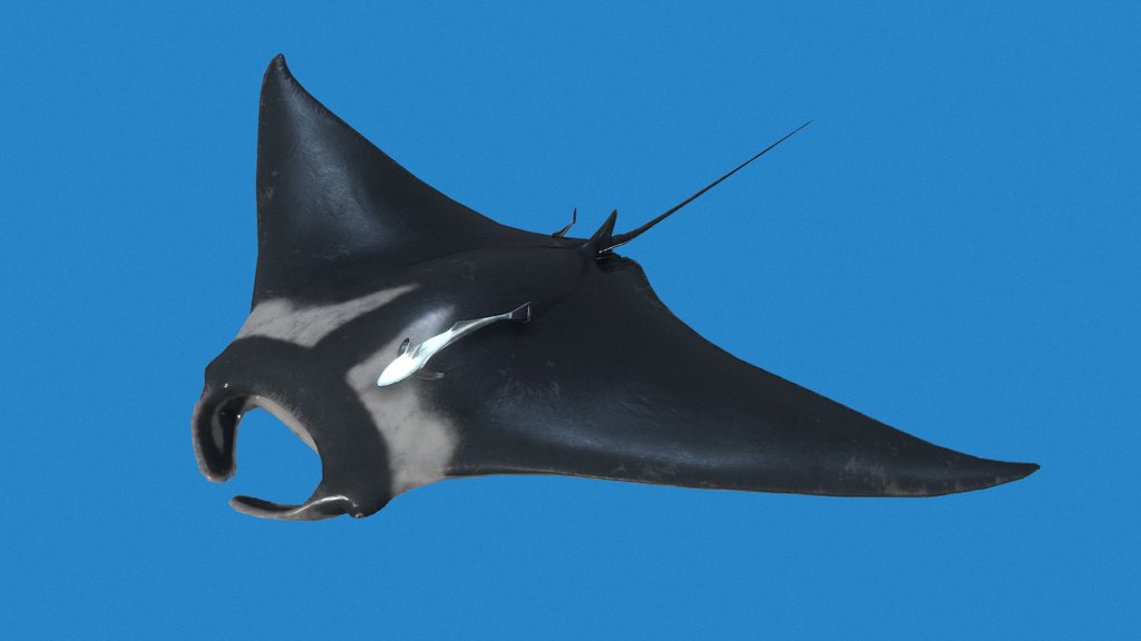 Fish - A 3D model collection by lacerda.julio - Sketchfab