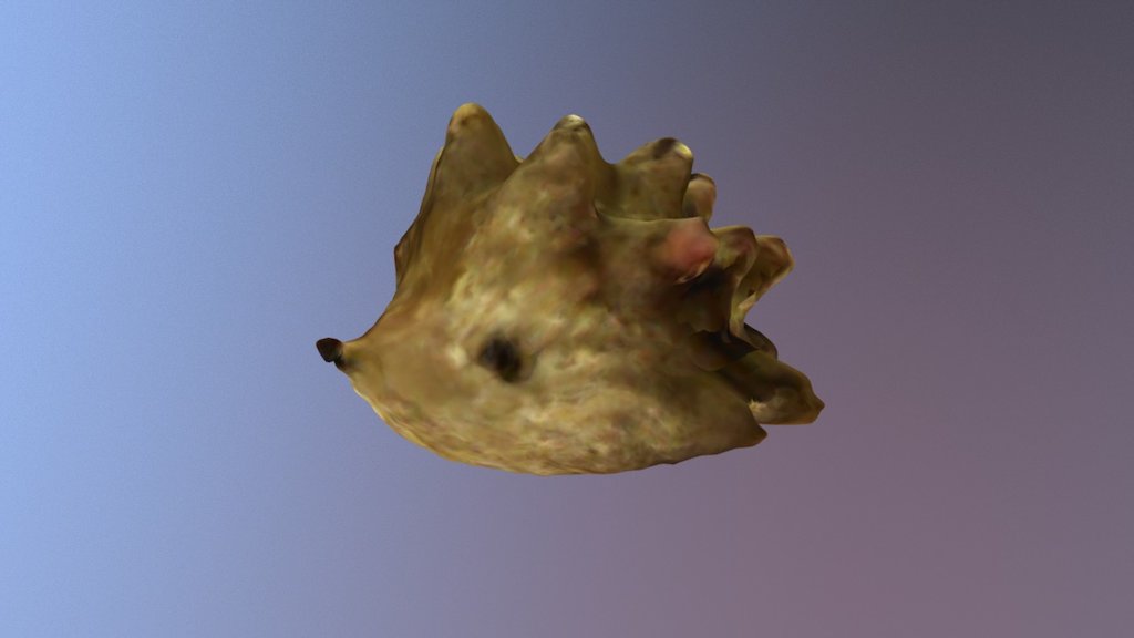 Hedgehog - 3D model by tschirtzinger [8dc88cc] - Sketchfab
