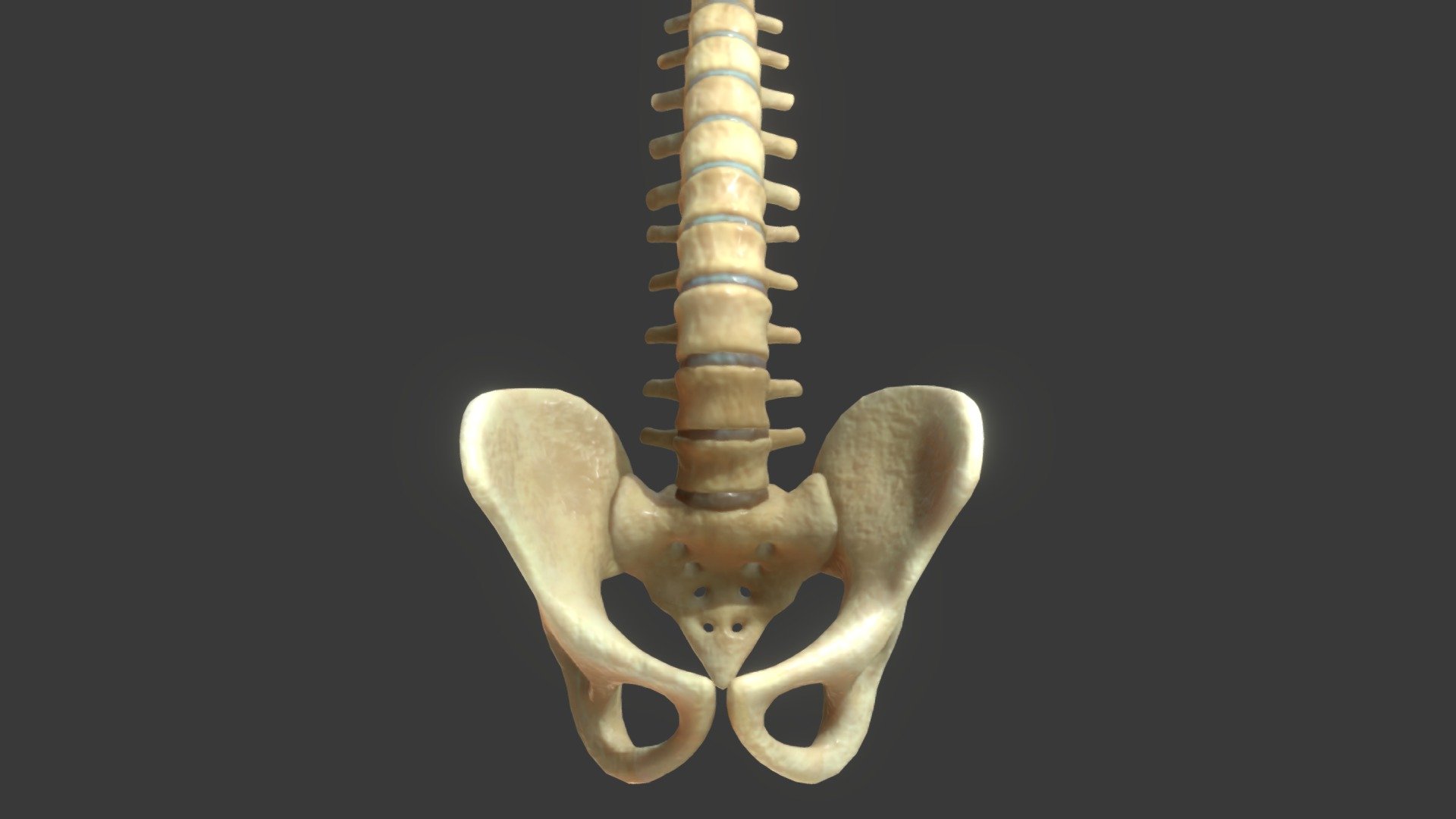 Spine Anatomy - Buy Royalty Free 3D model by zames1992 [8dd5155] - Sketchfab Store