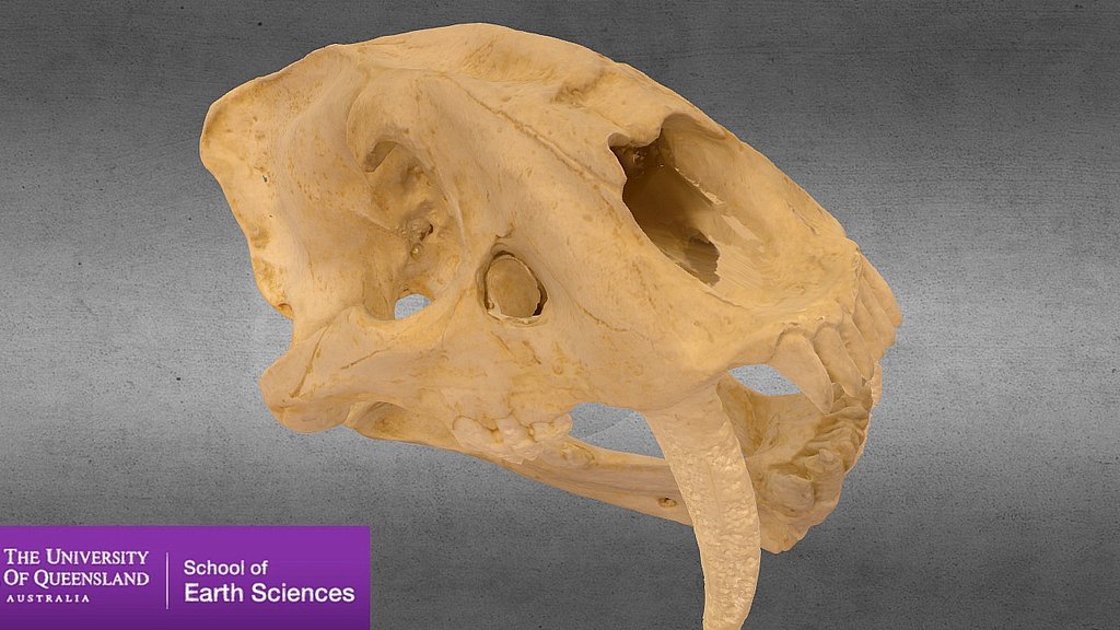 Sabretooth Tiger Skull (Smilodon Fatalis) - 3D model by nate_siddle ...