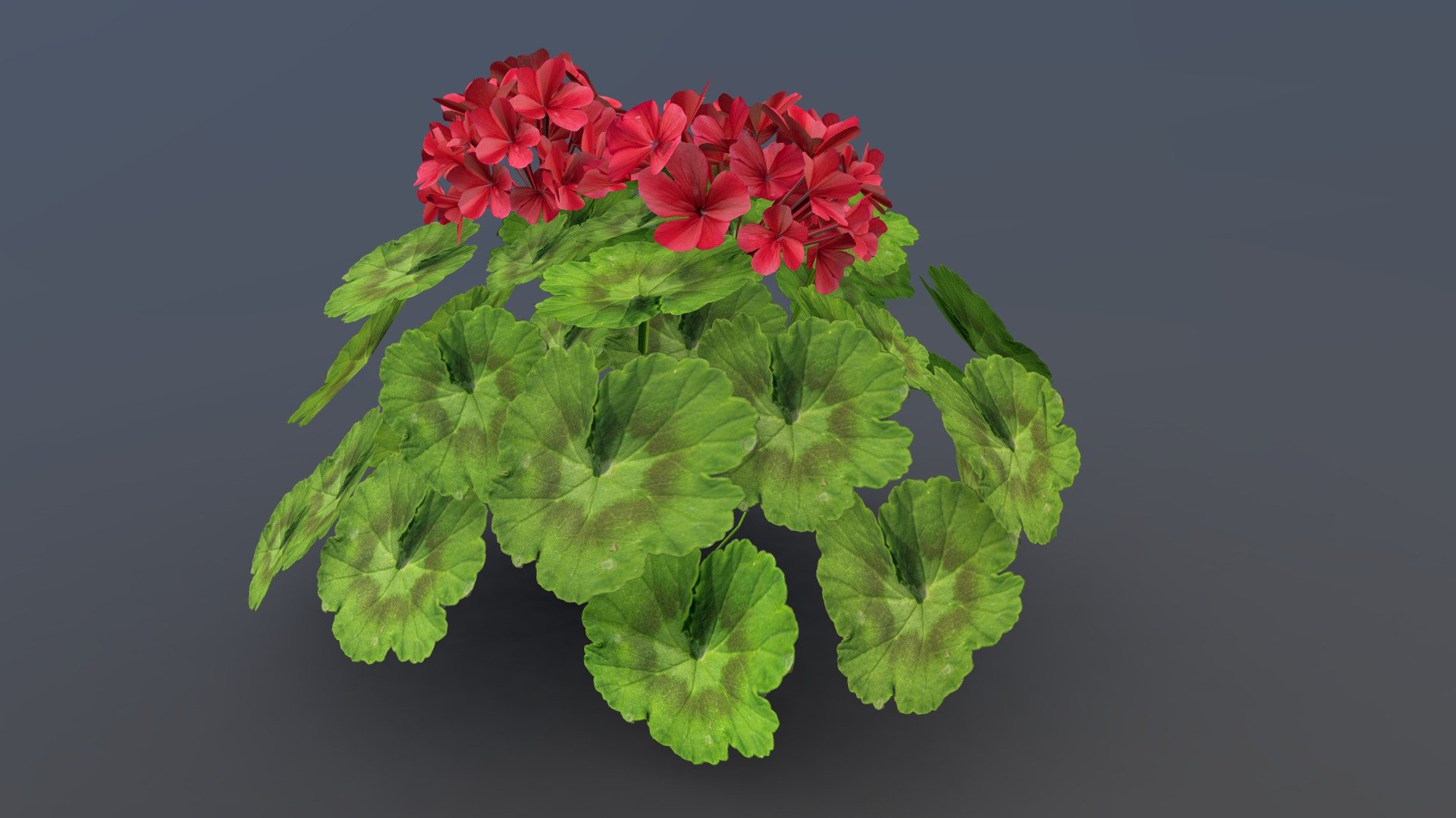 Geranium Game Asset - Download Free 3D model by wilsonghm99 [8dd8f98 ...