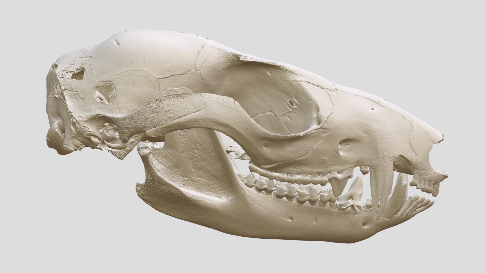 Caluromys derbianus (MSB:Mamm:26782) - 3D model by Biodiversity ...