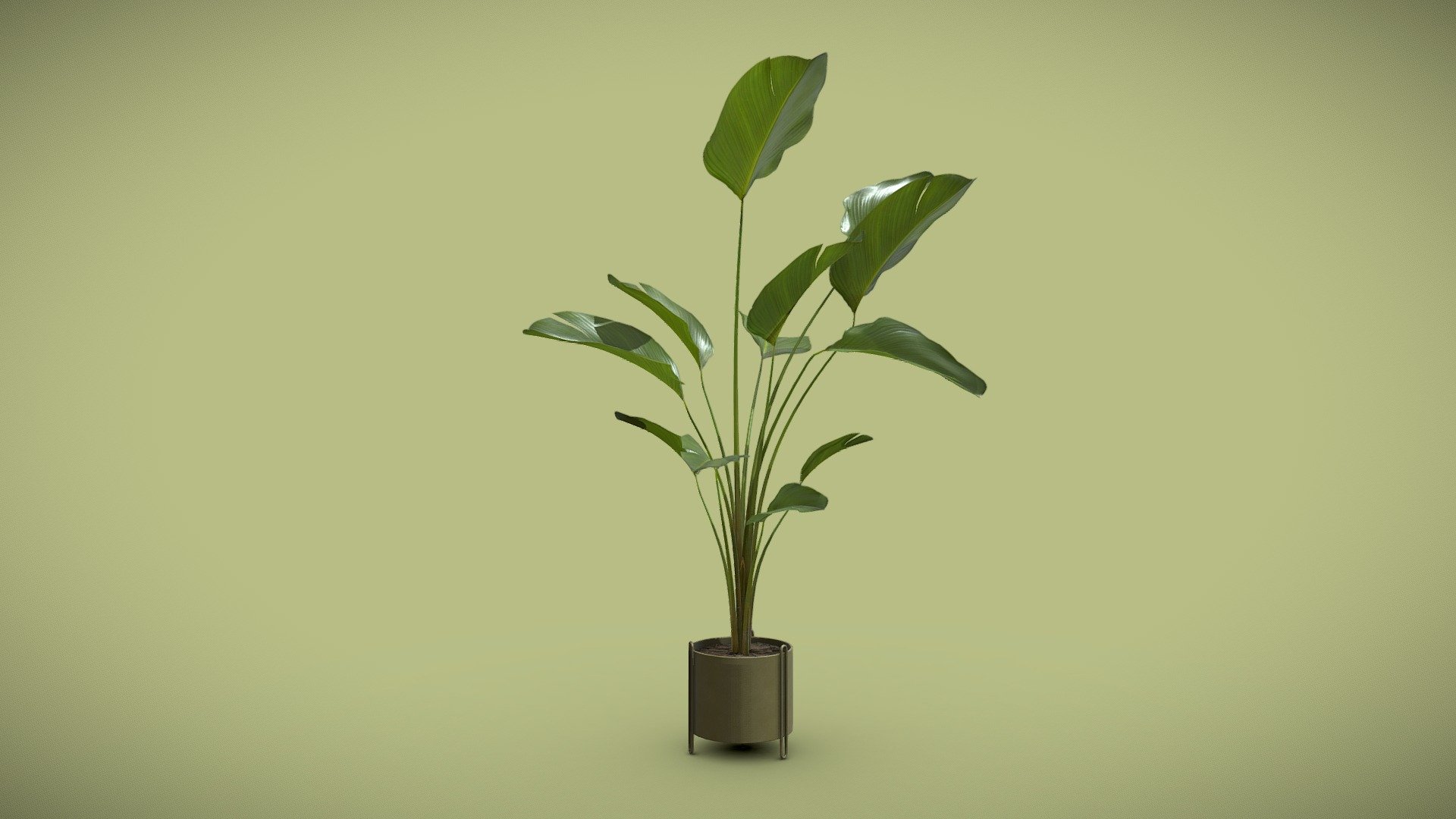 Potted Calathea Lutea - Buy Royalty Free 3D model by AllQuad [8de0006 ...