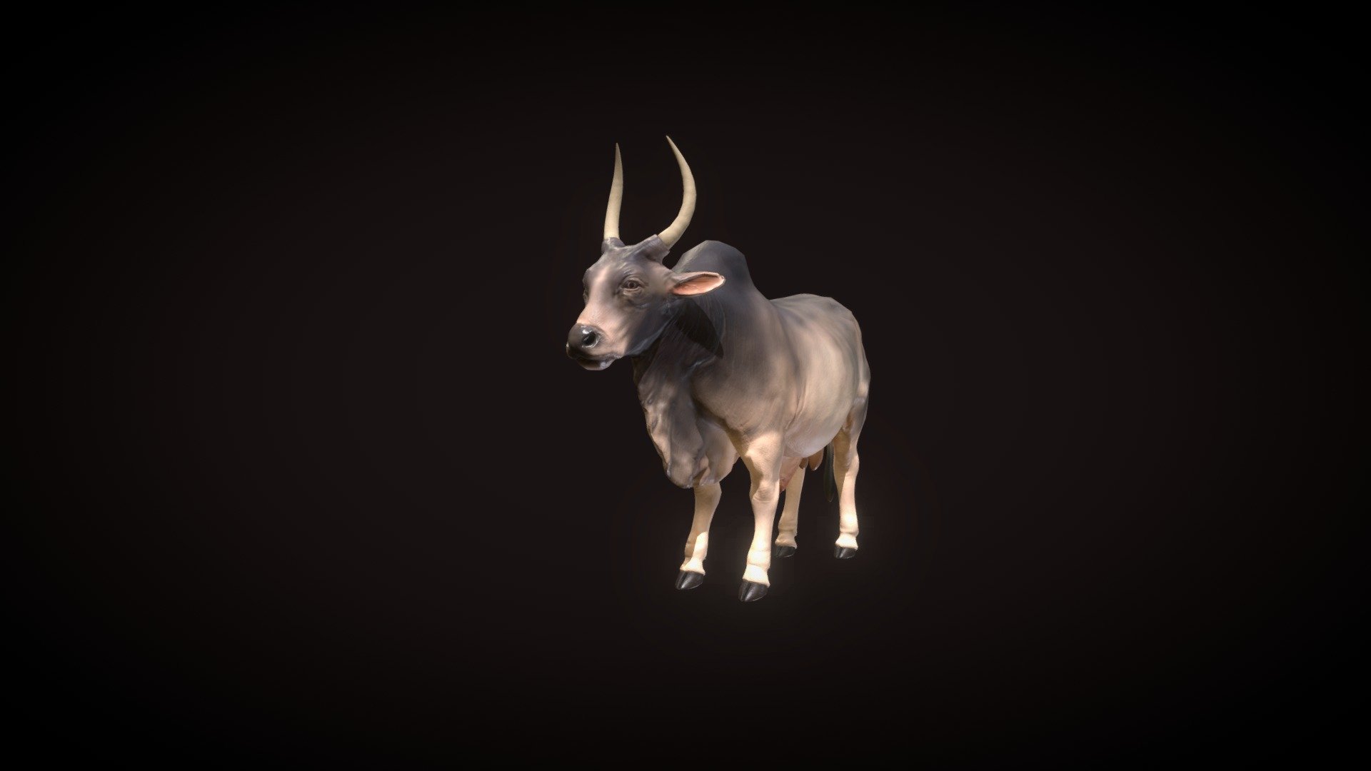 Zebu Bull - Download Free 3D model by Mily (@MilySonaManohar) [8de29dd ...