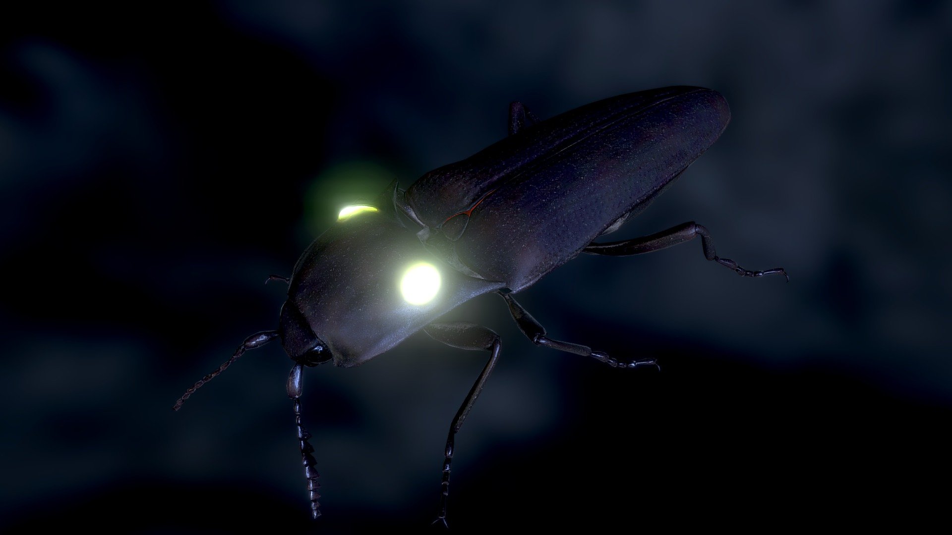 Pyrophorus noctilucous - Buy Royalty Free 3D model by Boycraft [8dec694 ...