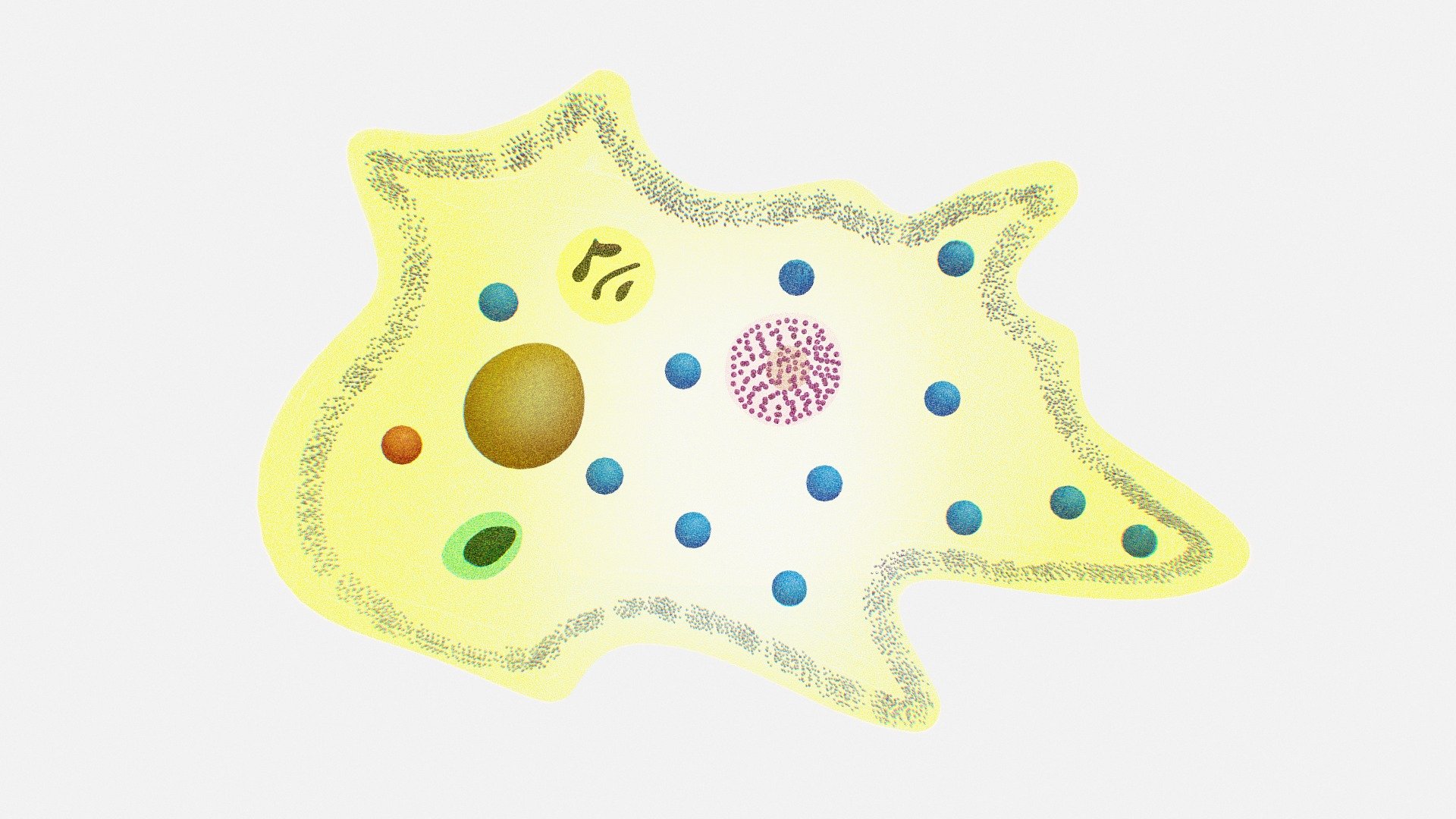 Structure of Amoeba - Download Free 3D model by arloopa [8df6e9a ...
