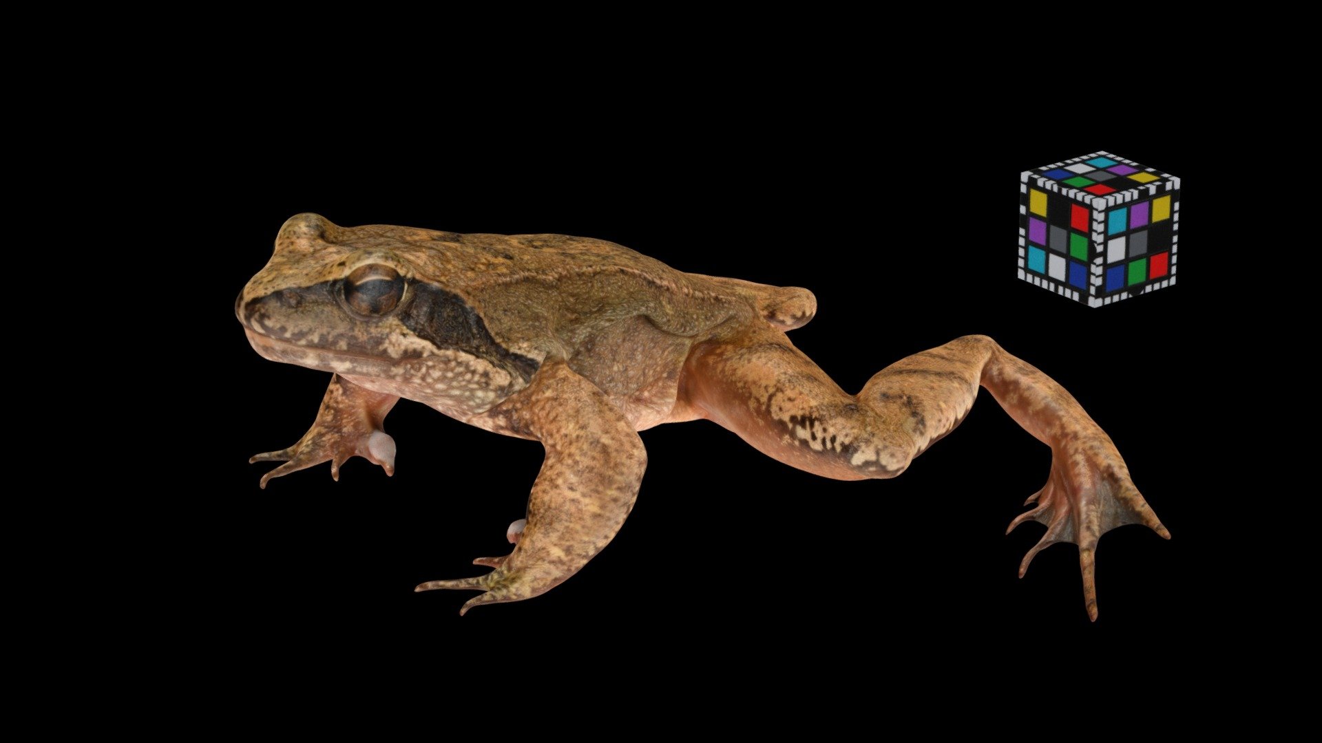 タゴガエル 🐸 ♂ Tago's Brown Frog, Rana tagoi tagoi - Download Free 3D model ...