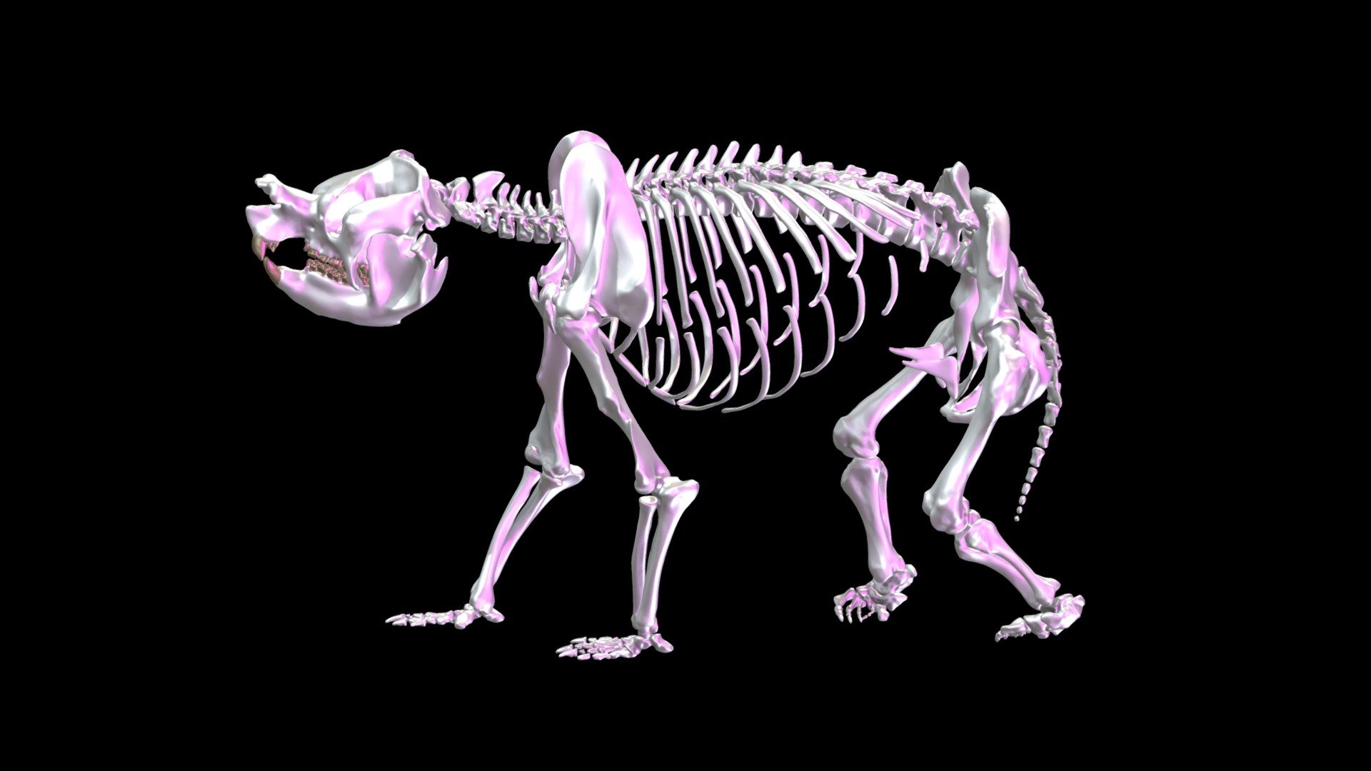 Zygomaturus trilobus Reconstruction & Animation - 3D model by Evans ...