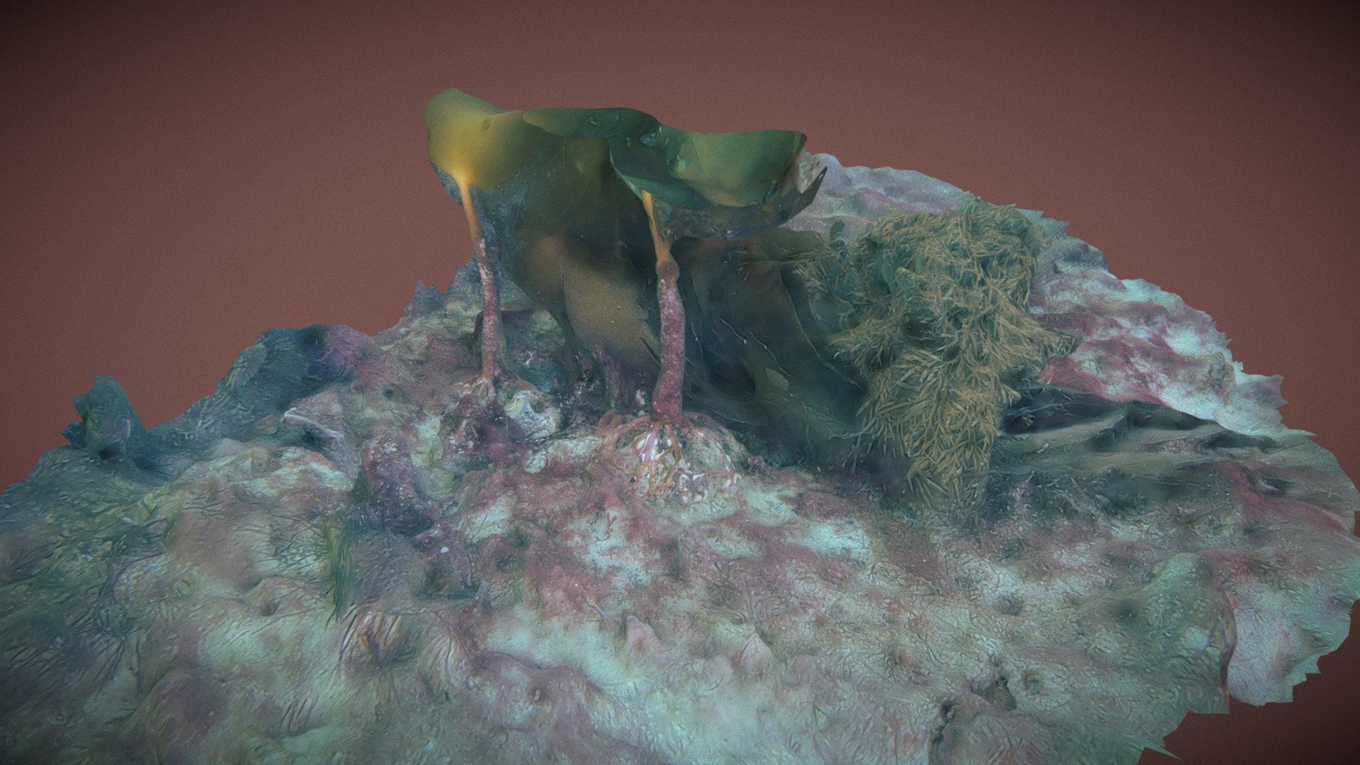 Kelp experiment - 3D model by Matt Doggett (@mattdoggett) [8e0053b ...