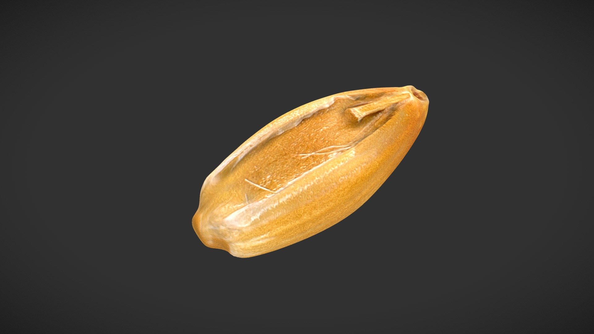 White Oats - 3D model by Oregon State University | Ecampus [8e01be0 ...