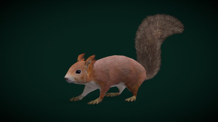 Squirrel 3D models - Sketchfab