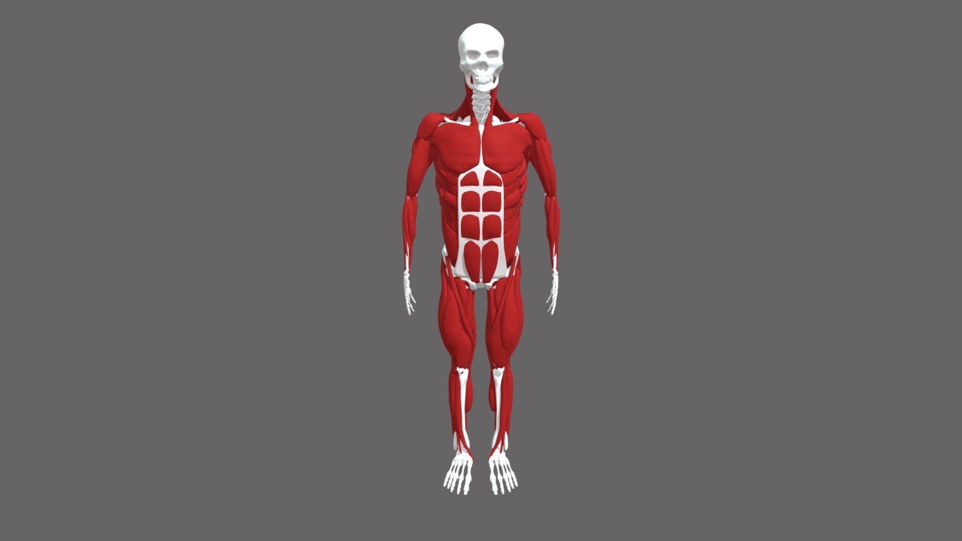 Human Muscles - 3D model by sageboss (@sagewboss) [8e0c7c8] - Sketchfab