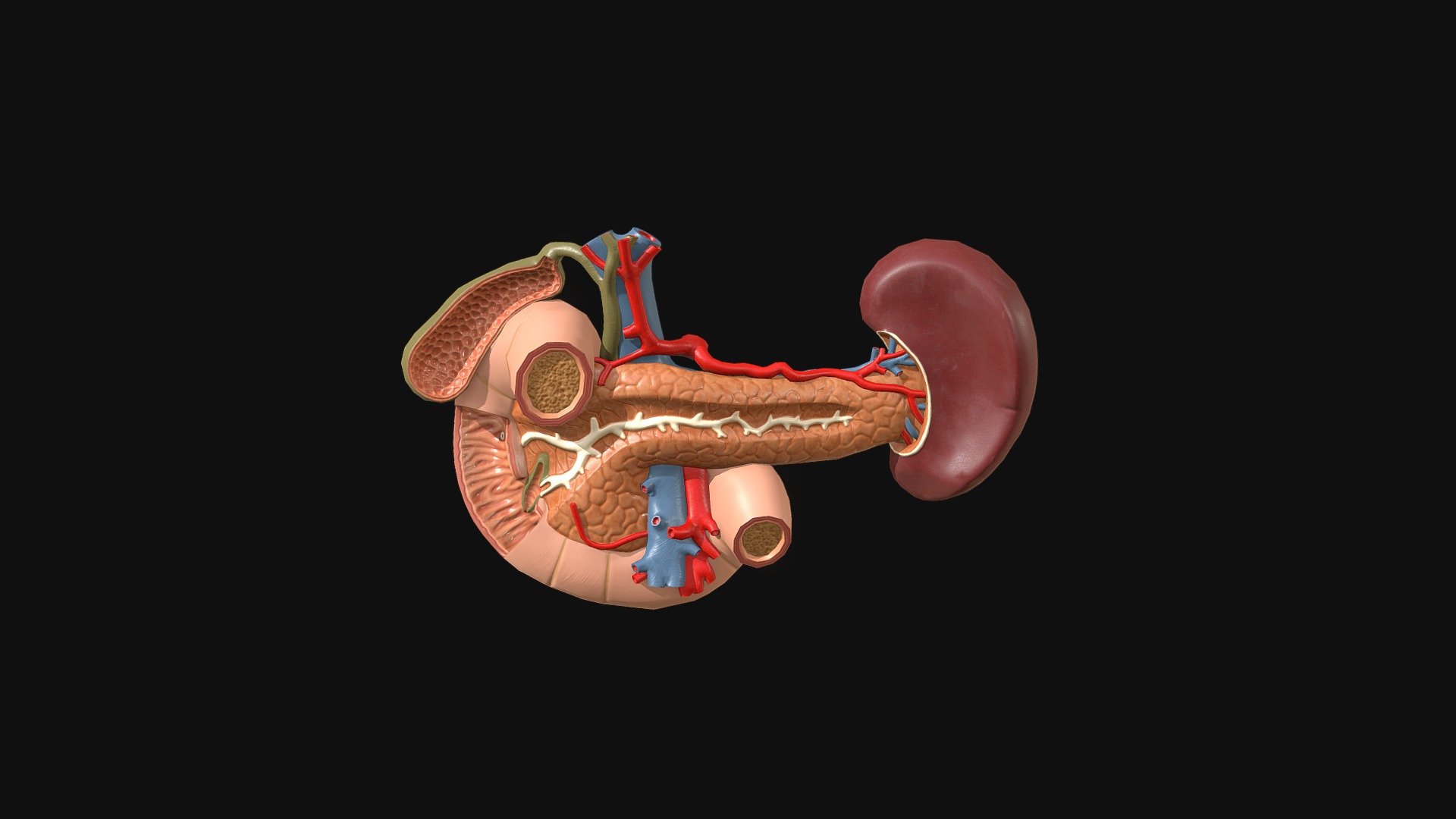 Pancreas & Spleen - 3D model by AnatomyPhysiologySCC [8e103ce] - Sketchfab