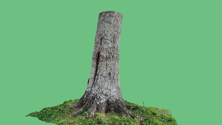 Roots 3D models - Sketchfab