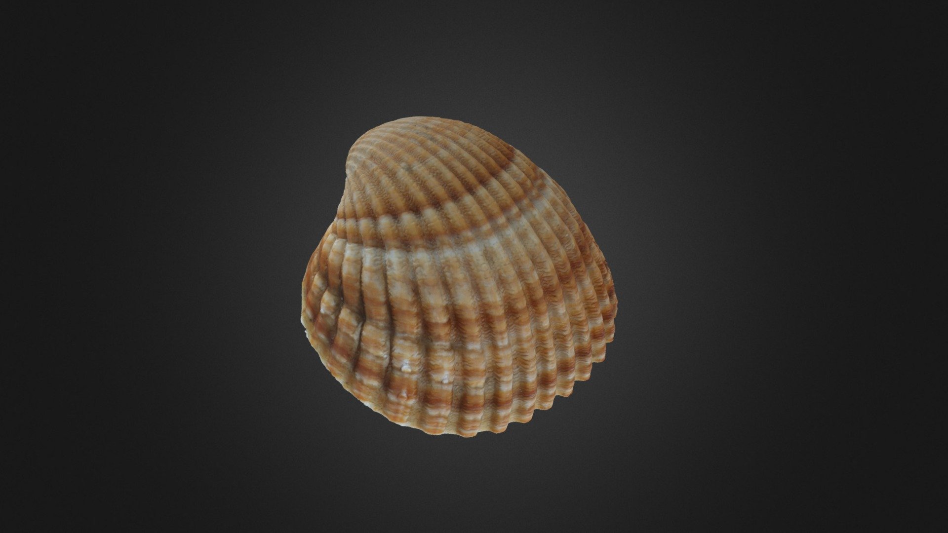 Cerastoderma - 3D model by R.Paul [8e1e32b] - Sketchfab
