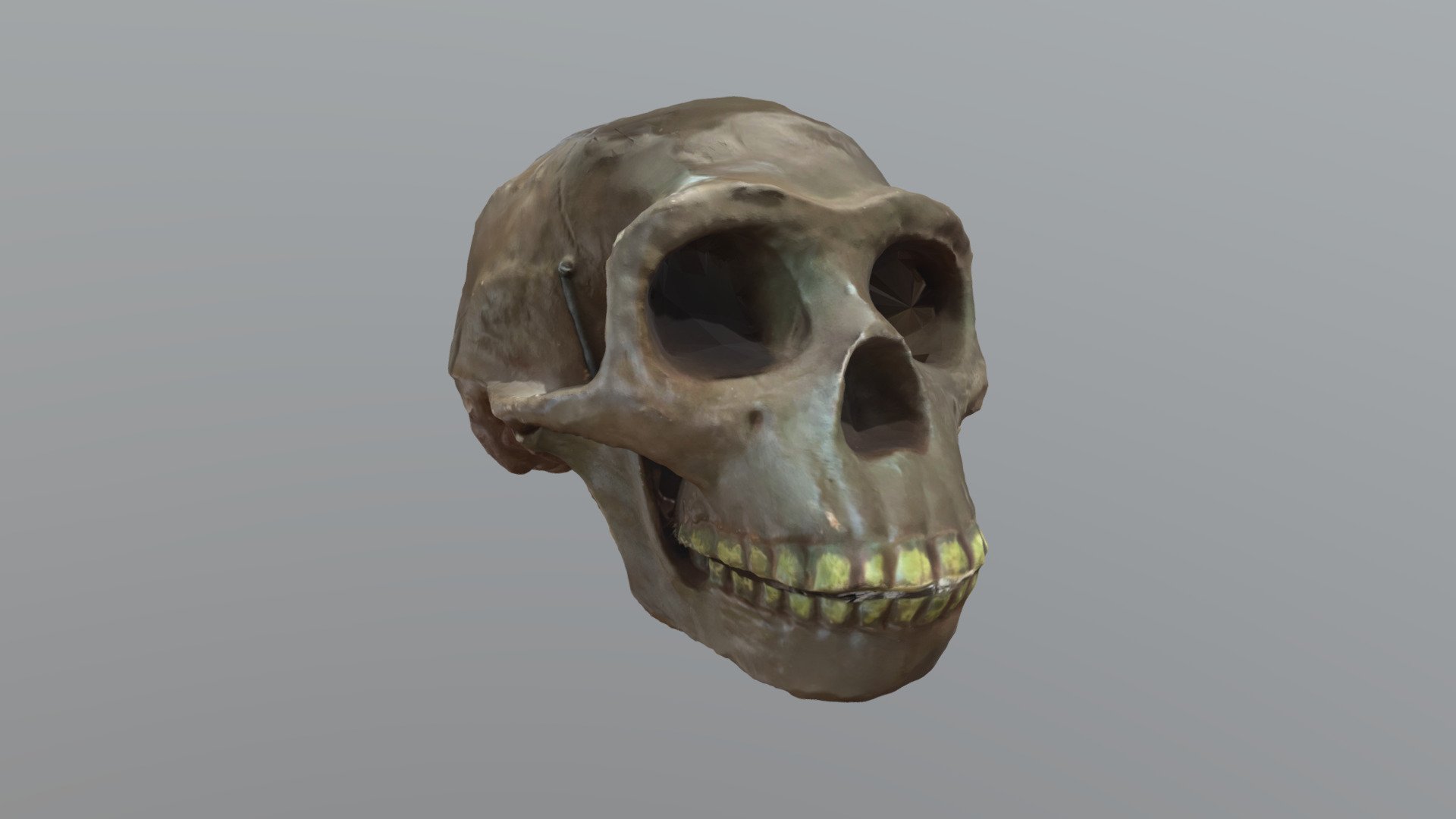 Homo Erectus - Download Free 3D model by Tavernier Amaury (@svtavernier ...