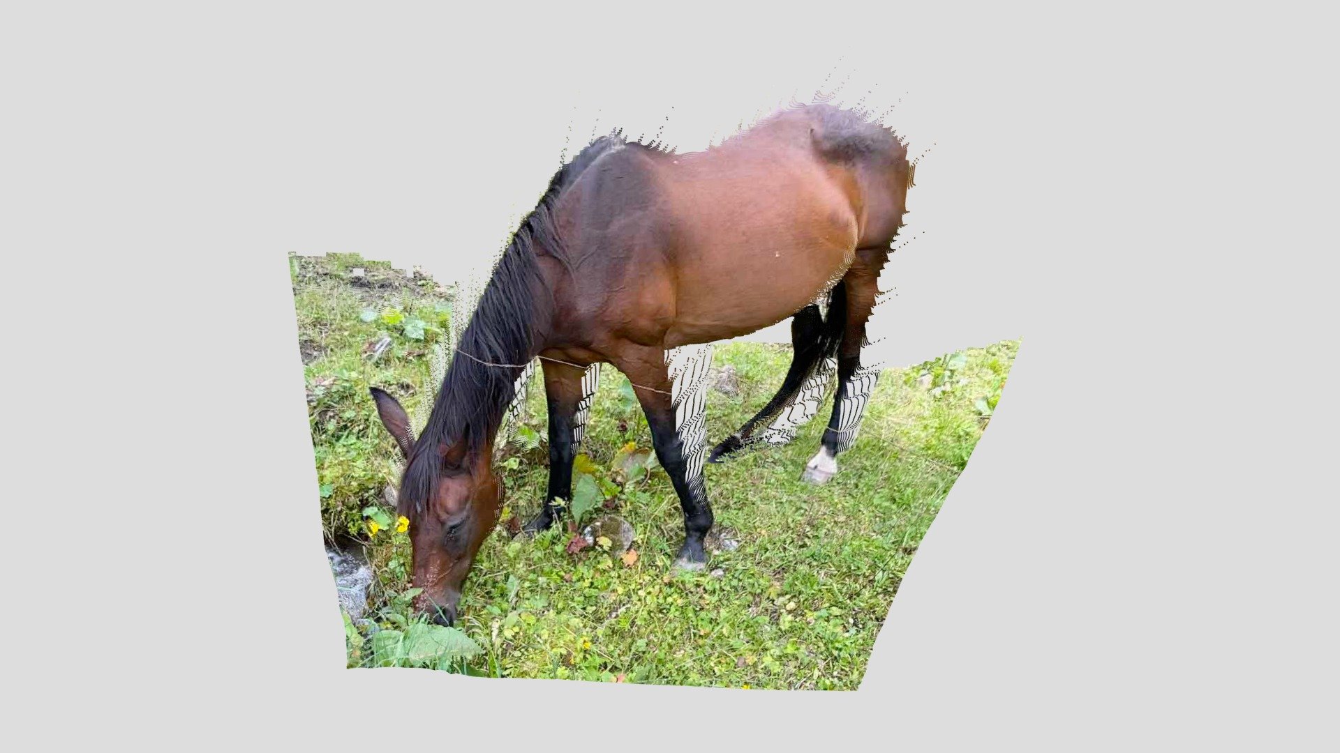 Day 335: horse grazing - 3D model by alban [8e2eb8f] - Sketchfab