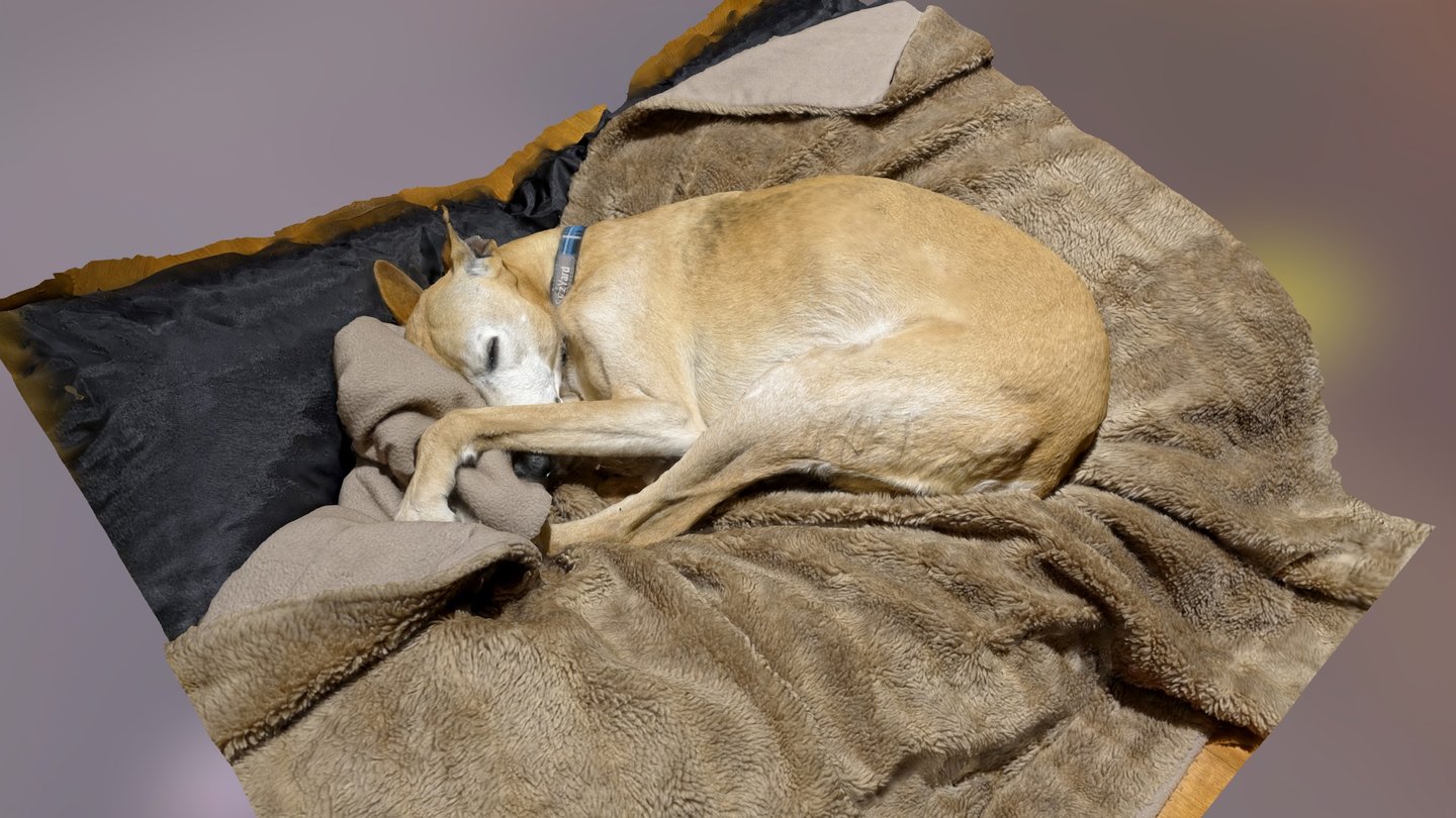 Sam The Dog Sleeping on His Bed - 3D model by Soaring Video ...