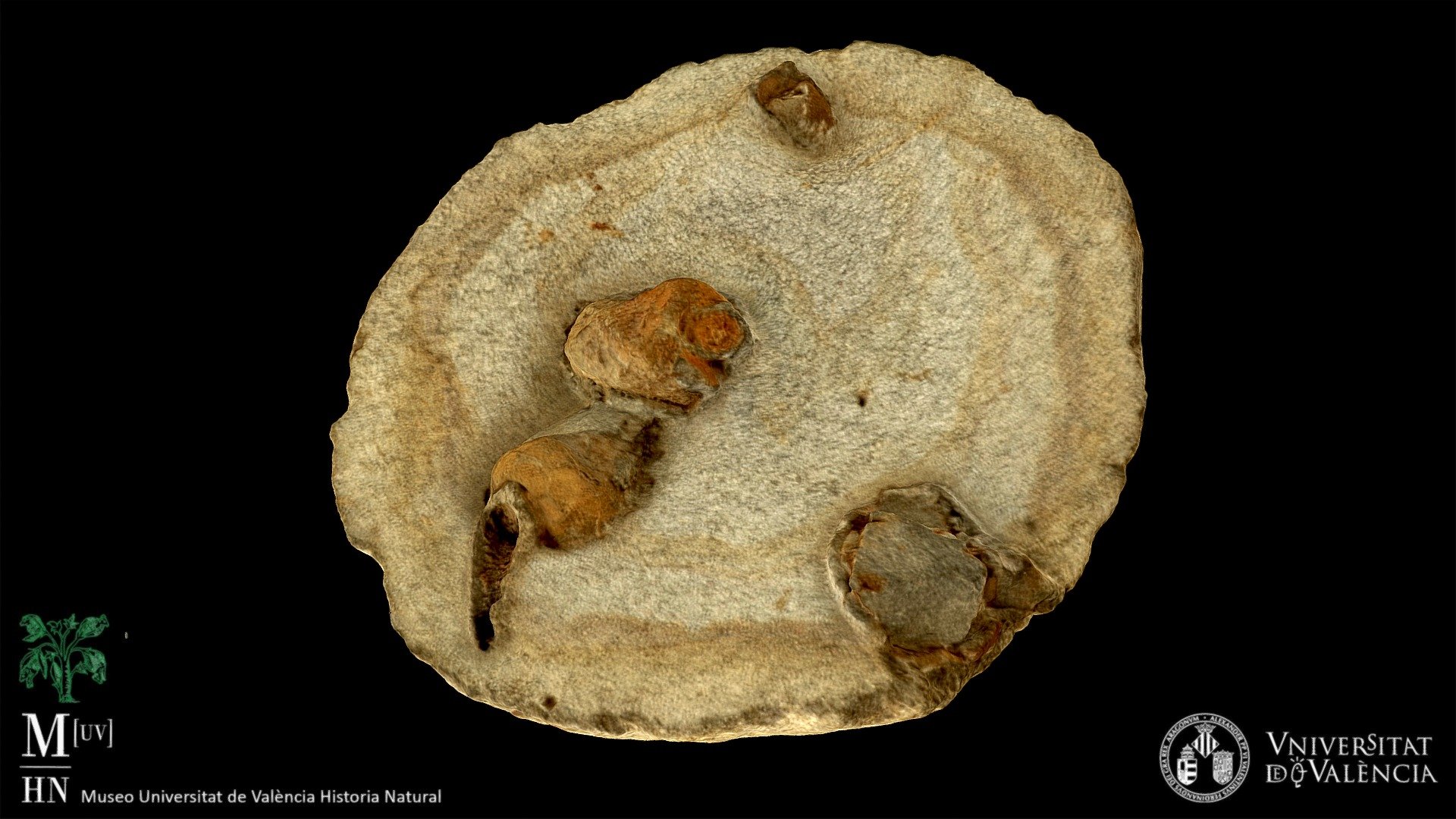 Blastoid echinoderm - Download Free 3D model by Museo [UV] Historia ...