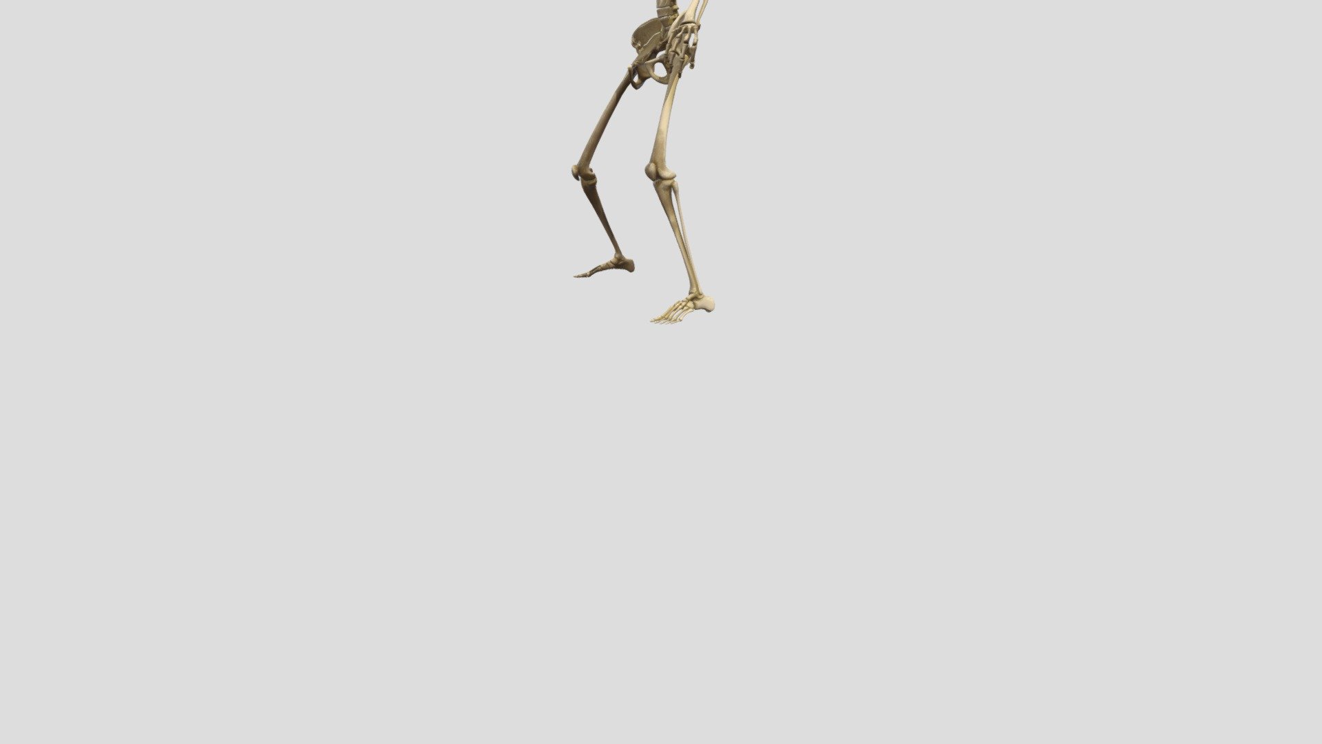 Animated Skeleton Casts Spell With Hands - 3D model by cetacBellako ...