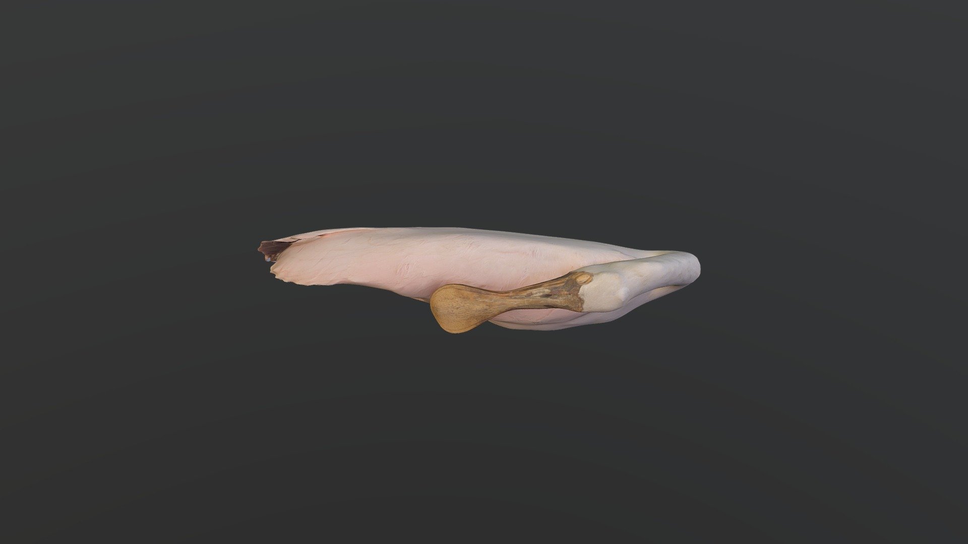 Roseate Spoonbill - Platalea ajaja - Download Free 3D model by MooreLab ...