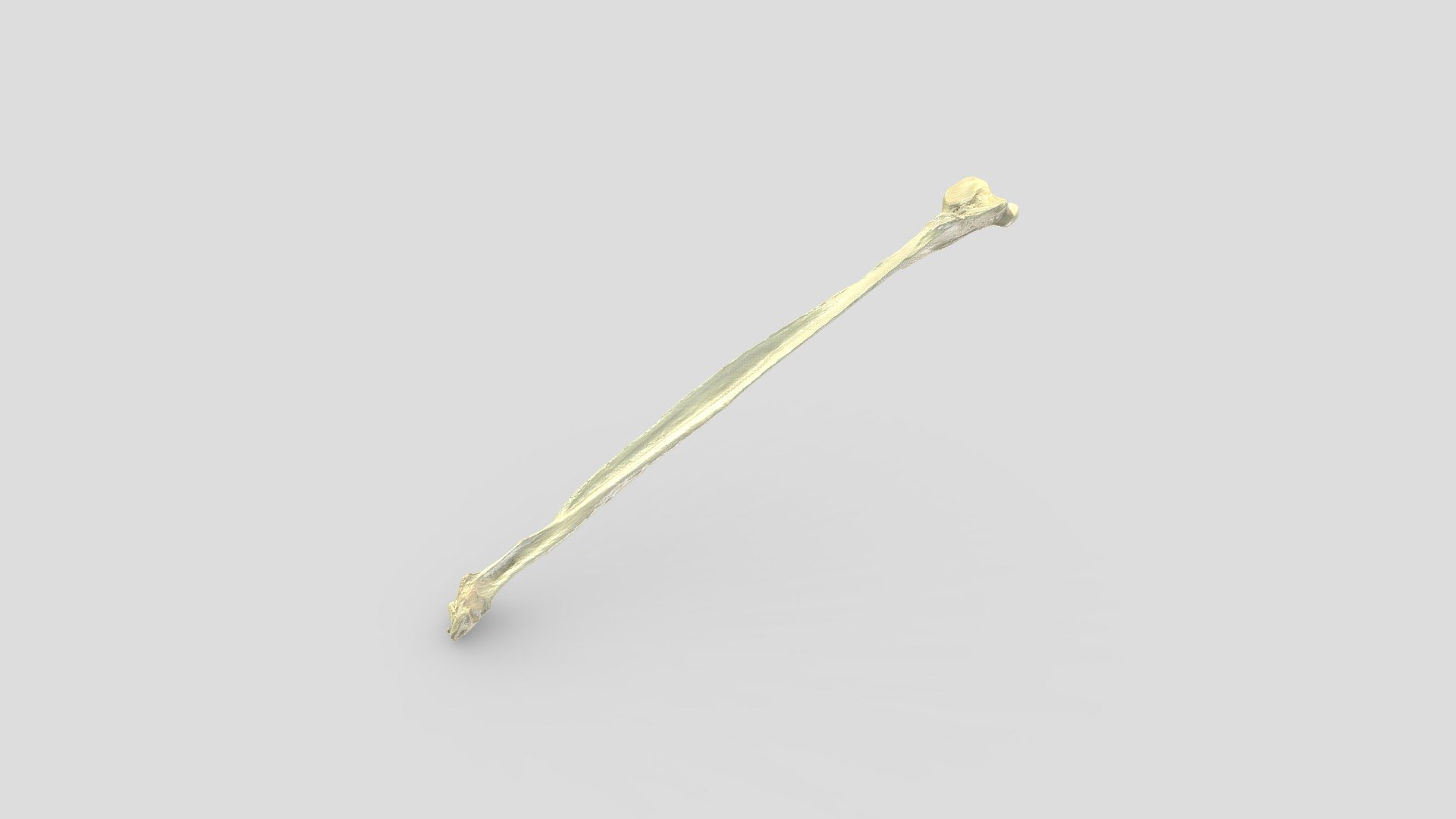 Tigris szárkapocscsont/Tiger fibula - 3D model by Herman Ottó Múzeum ...