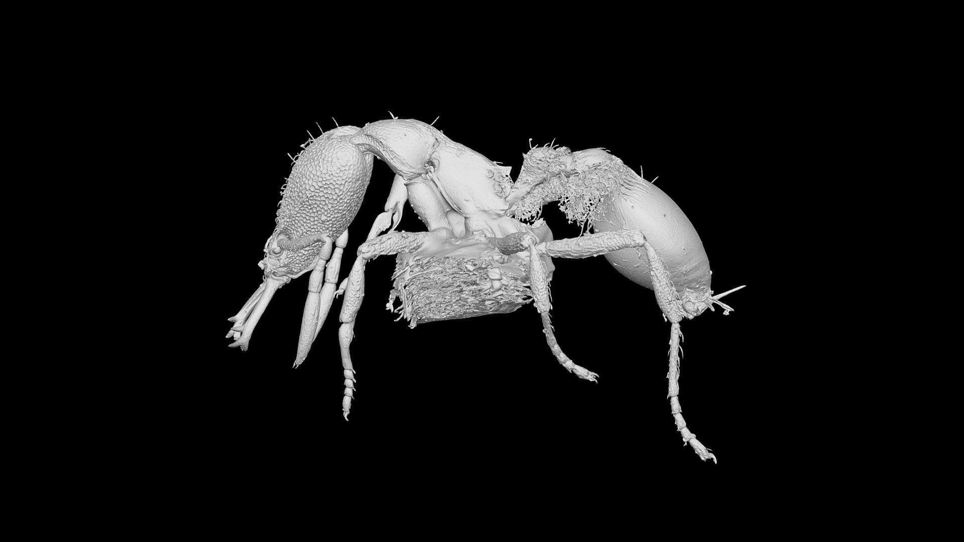 Strumigenys gunter - 3D model by Economolab (@arilab) [8e47733] - Sketchfab