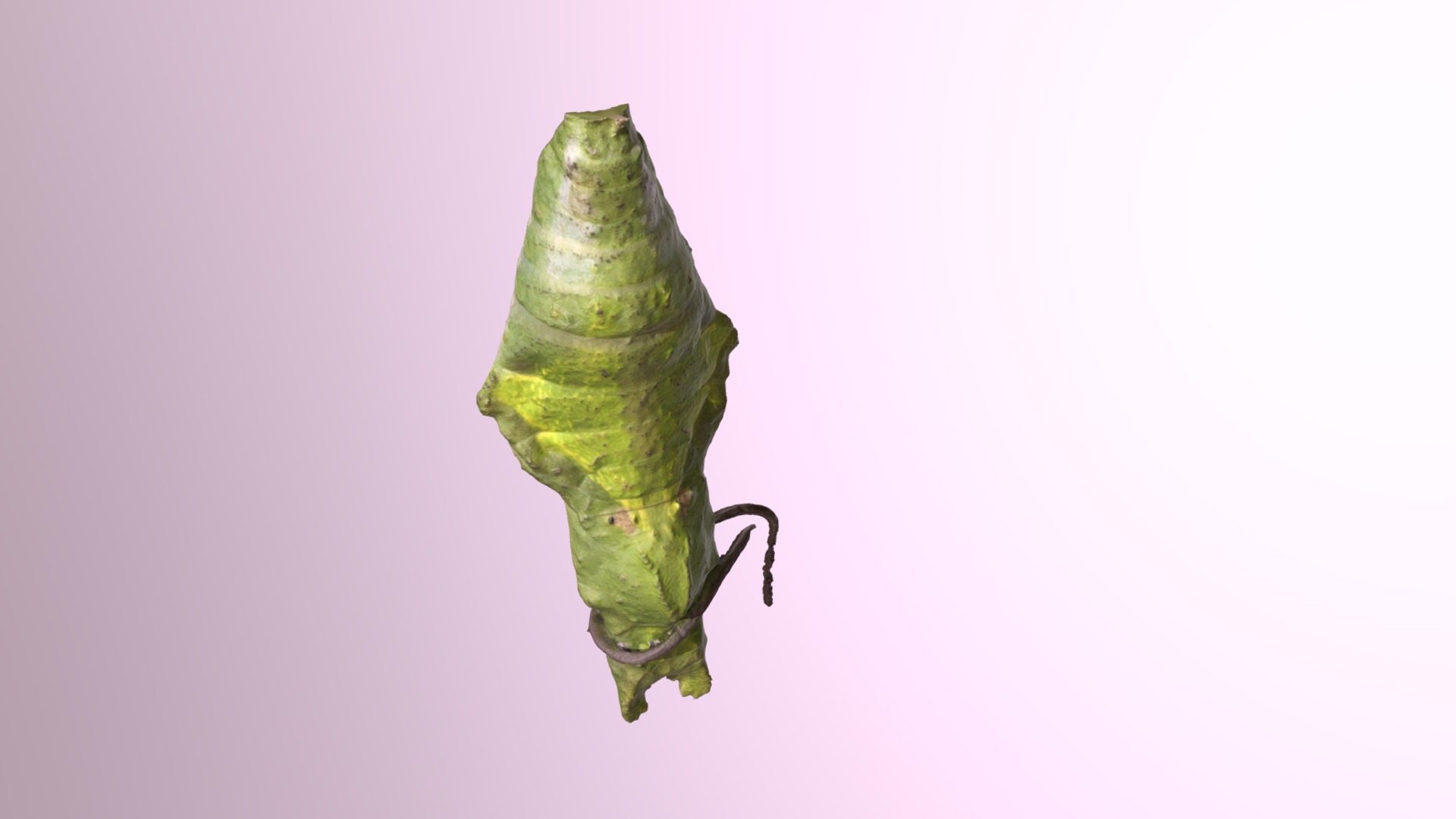 Chrysalis - Download Free 3D model by Tribe3D [8e48b08] - Sketchfab
