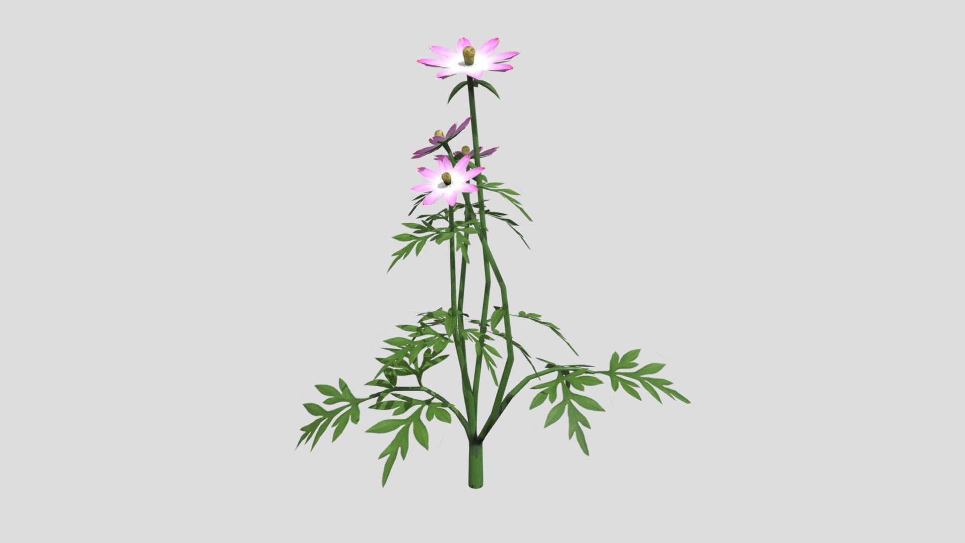 Ulam Raja - 3D model by vahnessa [8e4b8d1] - Sketchfab