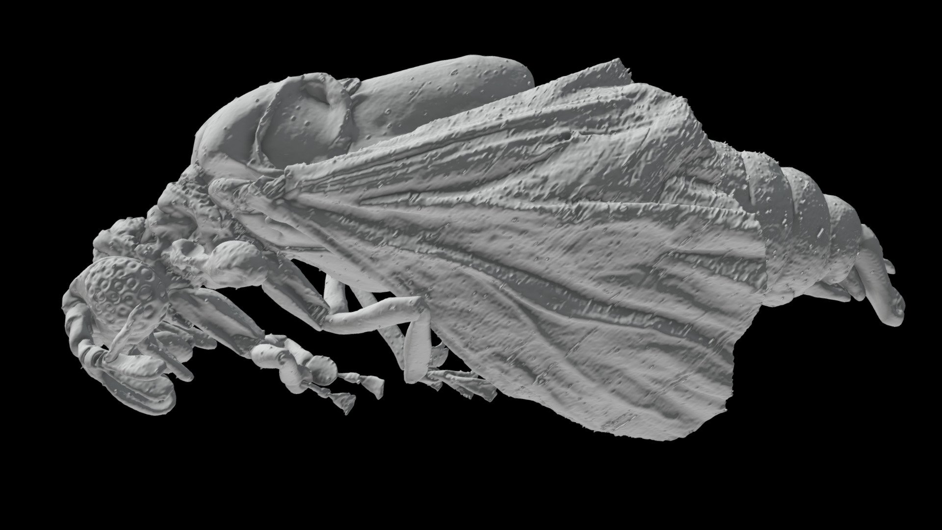 Halictophagus sp., male cybertype - 3D model by Entomology Group Uni ...
