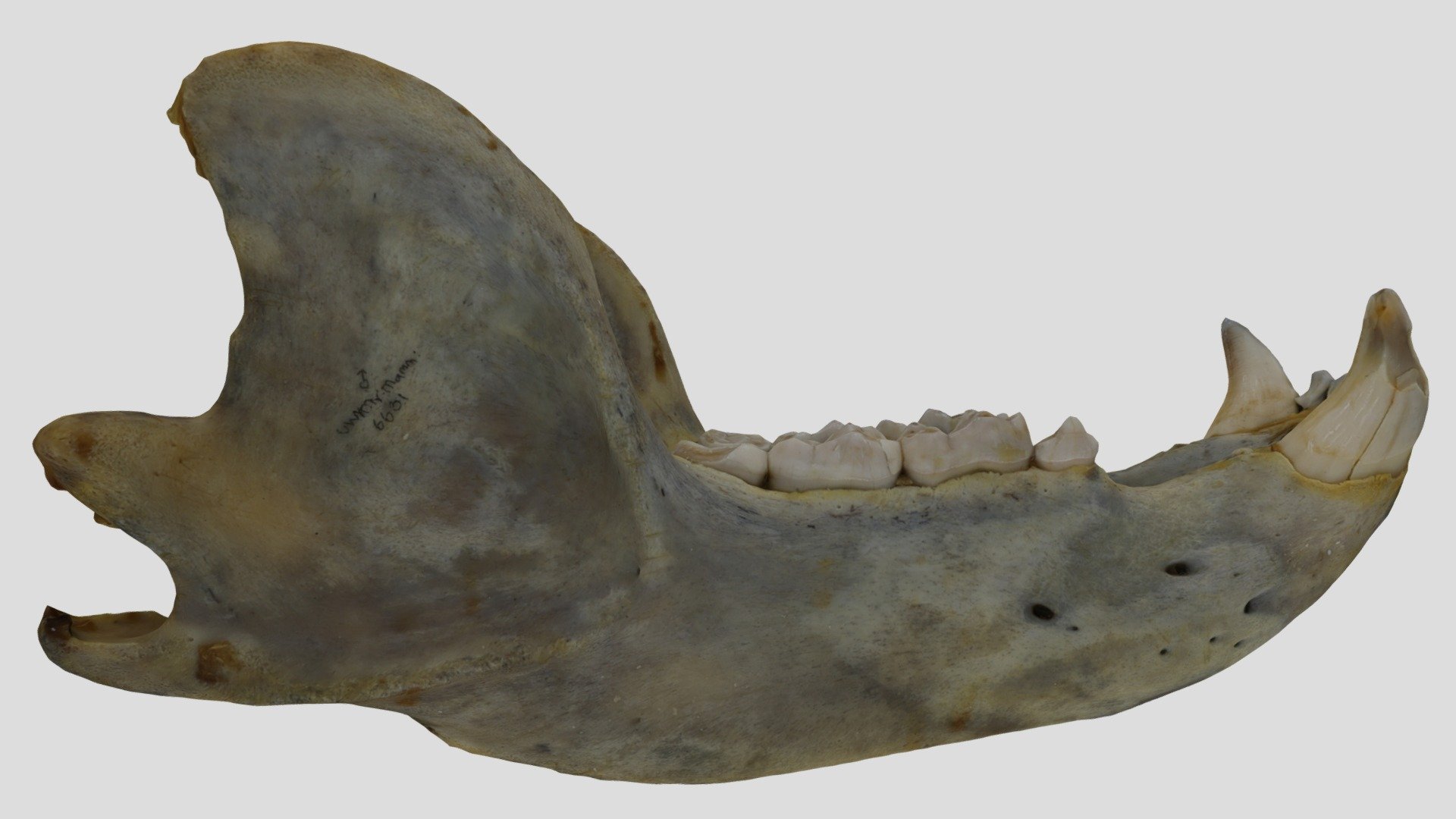 UWYMV:Mamm:6631, Ursus arctos, Mandible - Download Free 3D model by ...