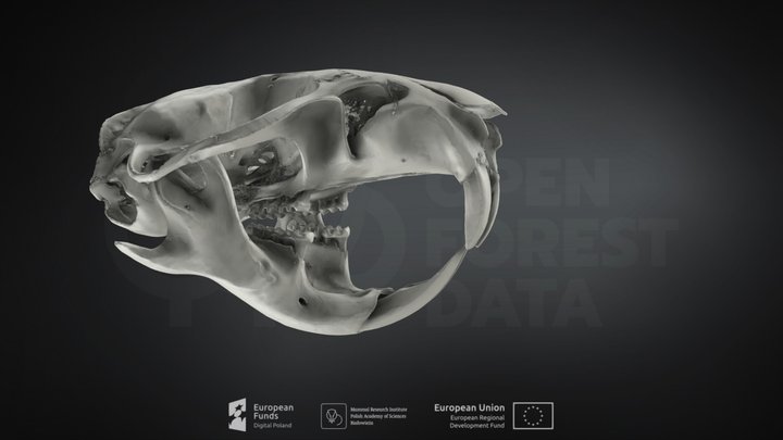 Skull-3d 3D models - Sketchfab