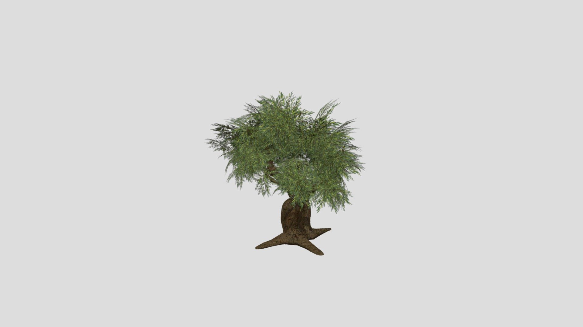 Olive Tree Large_FBX_v2 - 3D model by bzhang72 [8e5eb39] - Sketchfab