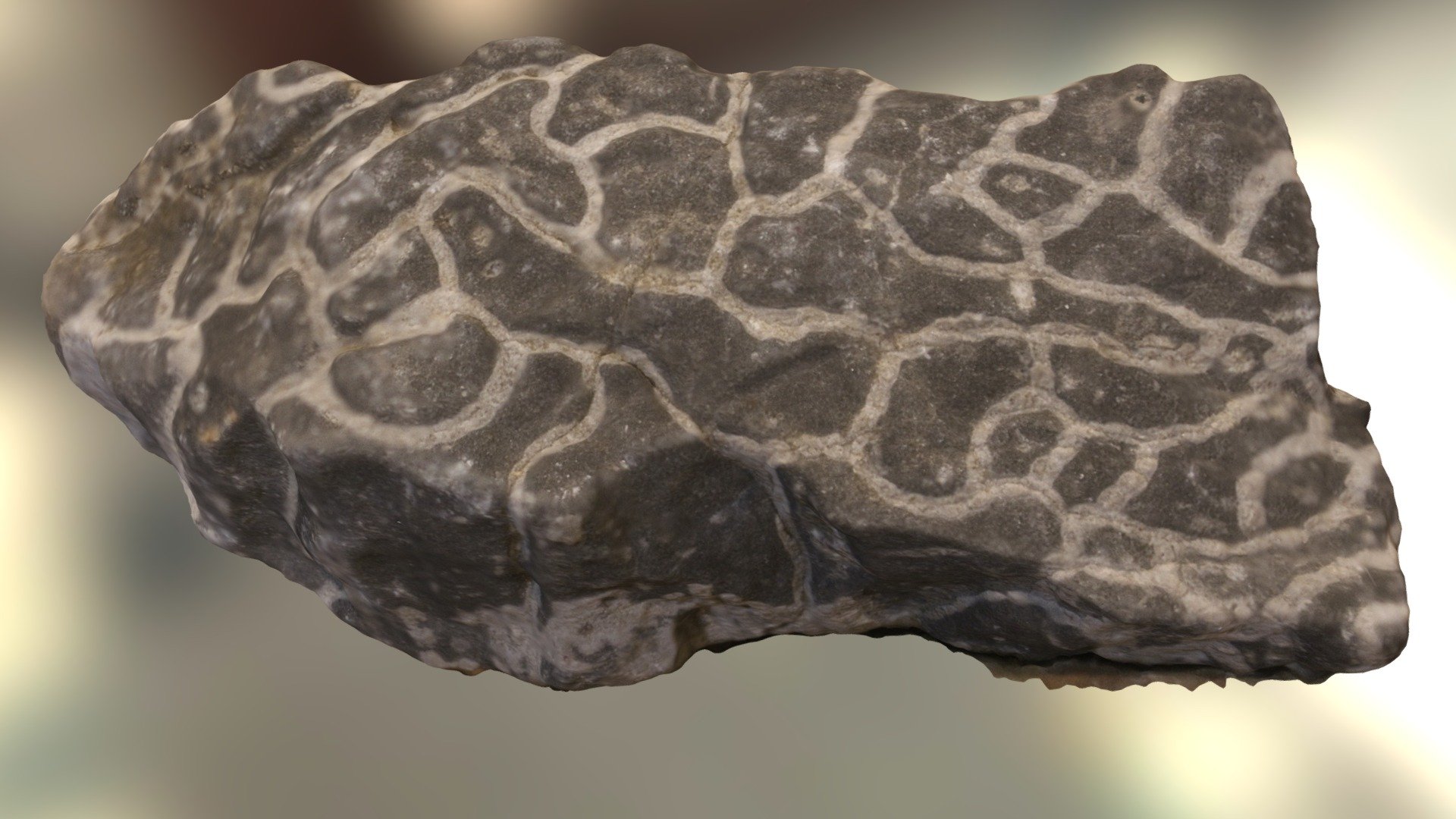 Sed Rock Lab 9 - 3D model by R.E.V.E.A.L. the Geosciences (@revealuvu ...