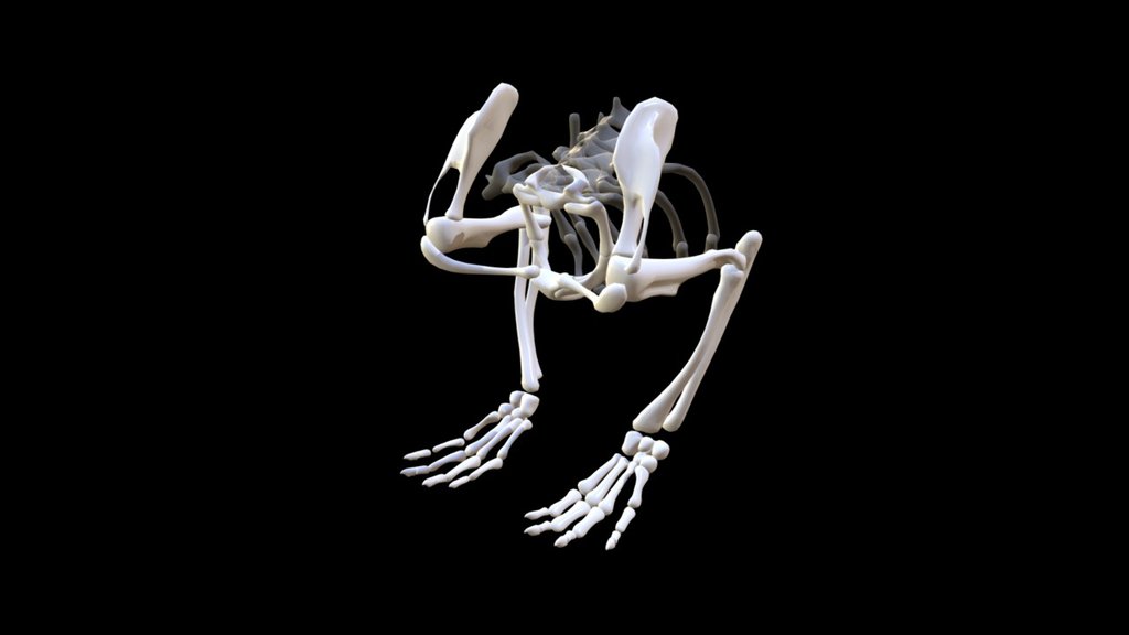 Forelegs - 3D model by Mieke Roth (@miekeroth) [8e7bb09] - Sketchfab