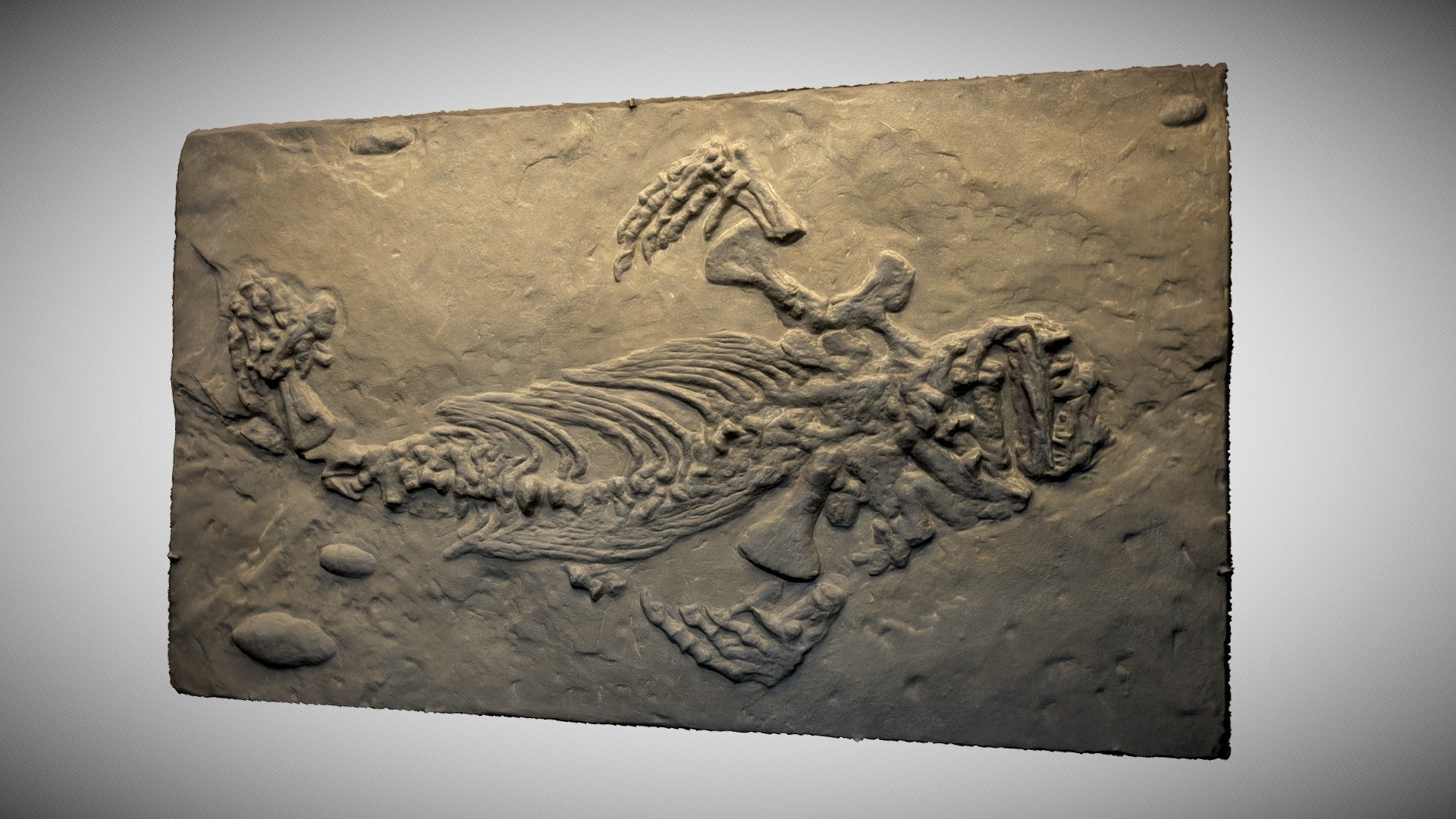 Callibrachion Gaudryi - Buy Royalty Free 3D model by Geoffrey Marchal ...