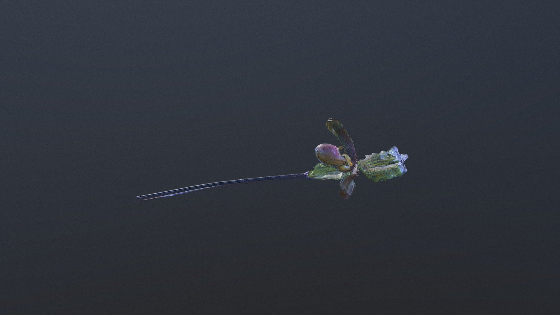 Paphiopedilum Snsigne - 3D model by Casey.Friedman [8e906ac] - Sketchfab