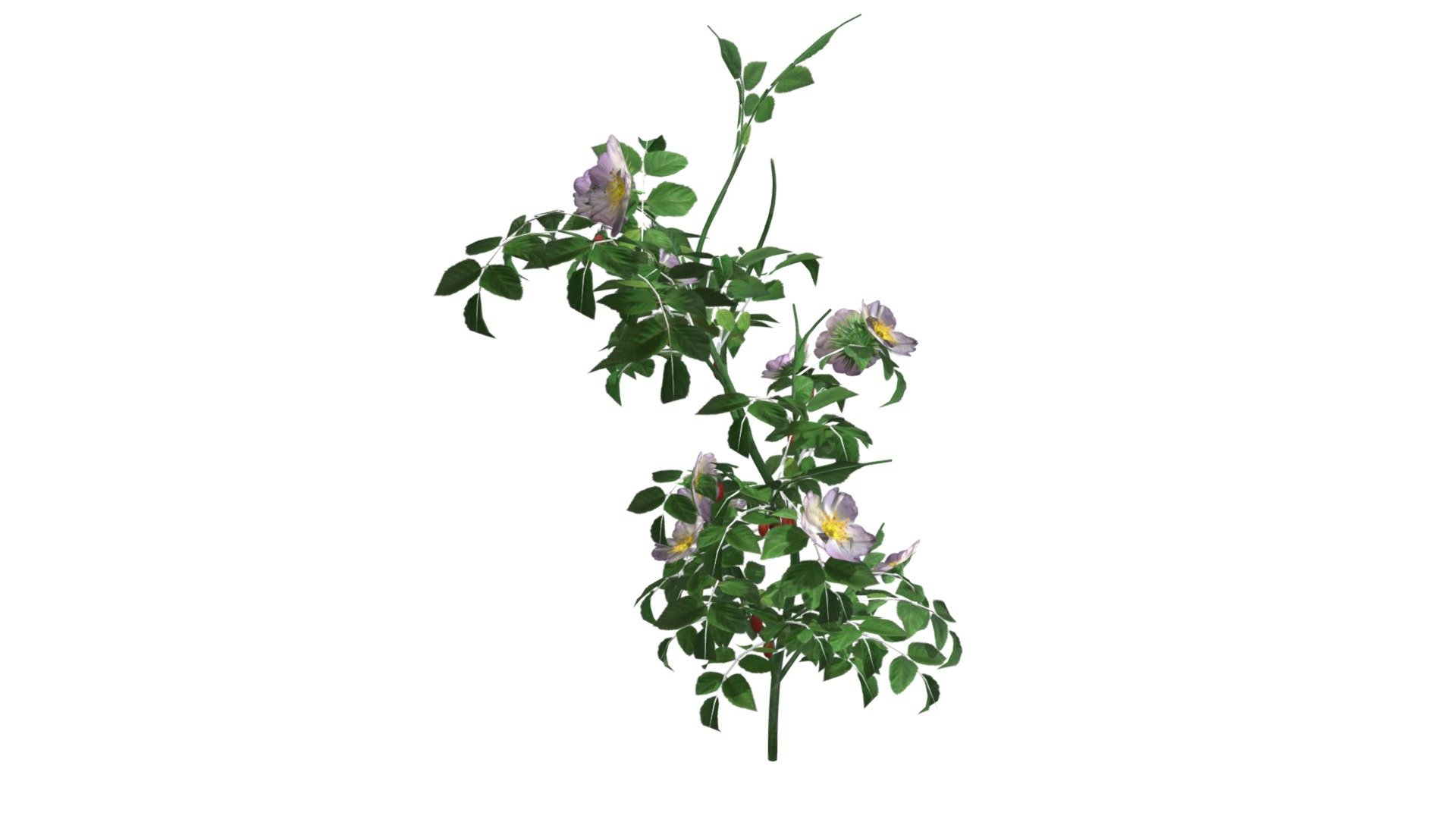 Dog Rose Flower #07 - Buy Royalty Free 3D model by meshshape [8e91845 ...