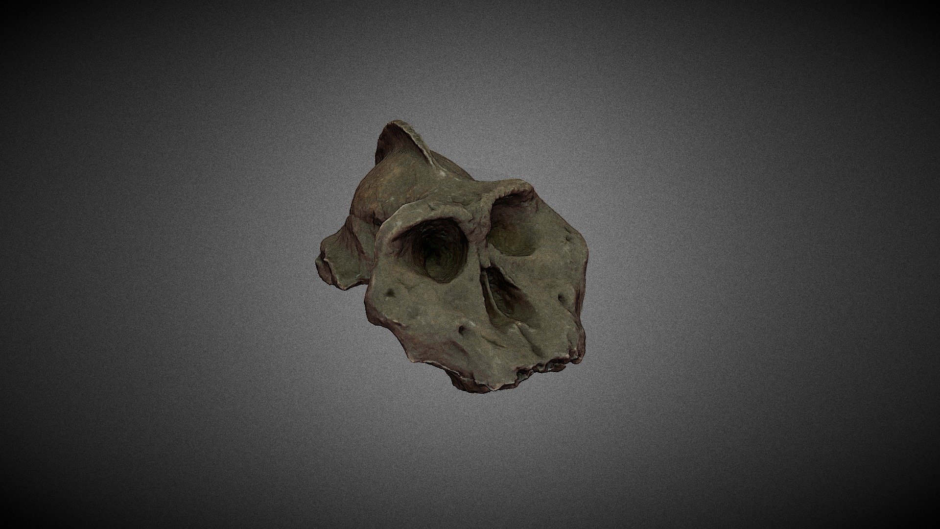 Paranthropus aethiopicus - 3D model by Geospatial and Virtual ...