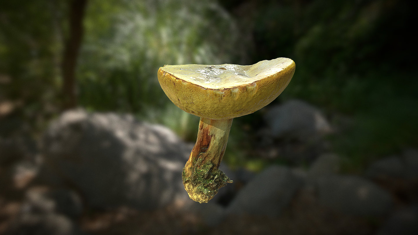 Bolet - 3D model by PHIO [8e9b481] - Sketchfab