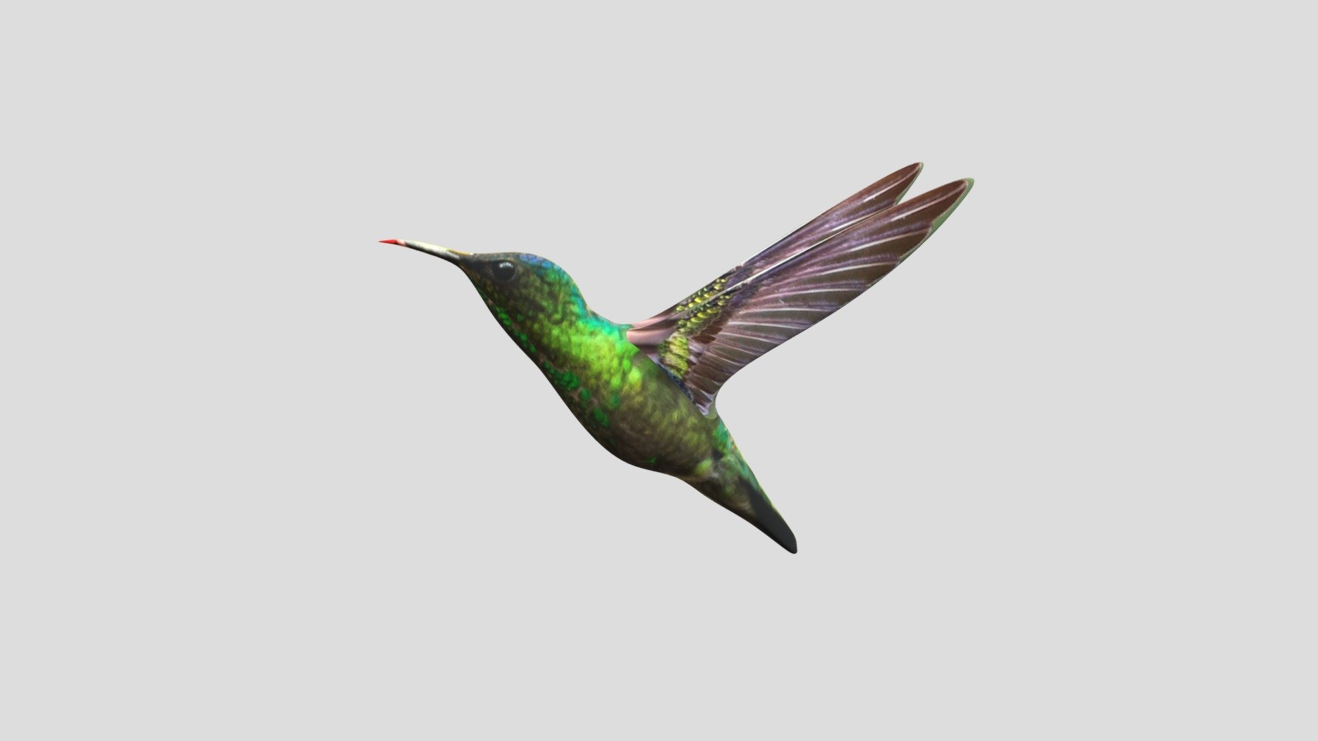 Colibri for testing - 3D model by José Hernández (@joseHN) [8e9c909 ...
