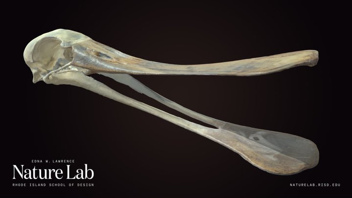 Spoonbill 3D models - Sketchfab