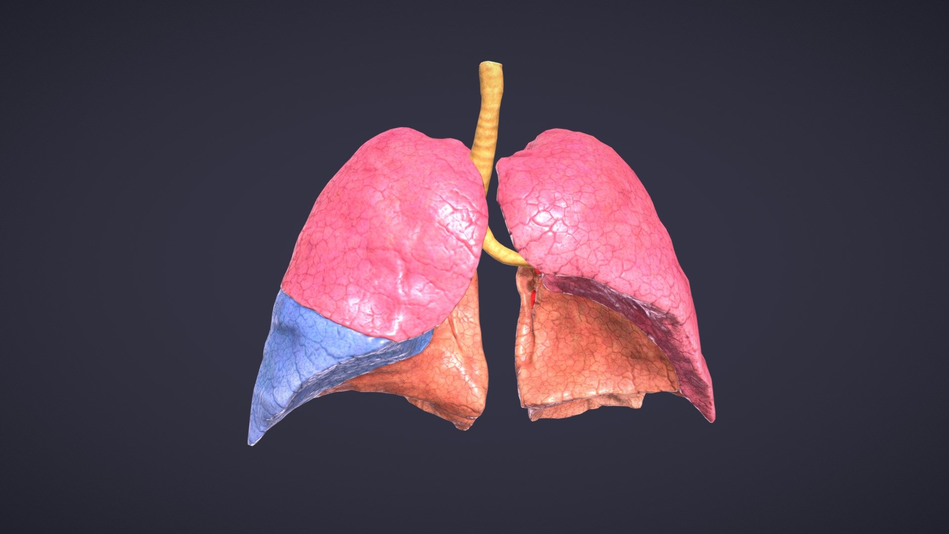 Lungs Lobes & Vessels - 3D model by FlorenceThibault [8eab43d] - Sketchfab