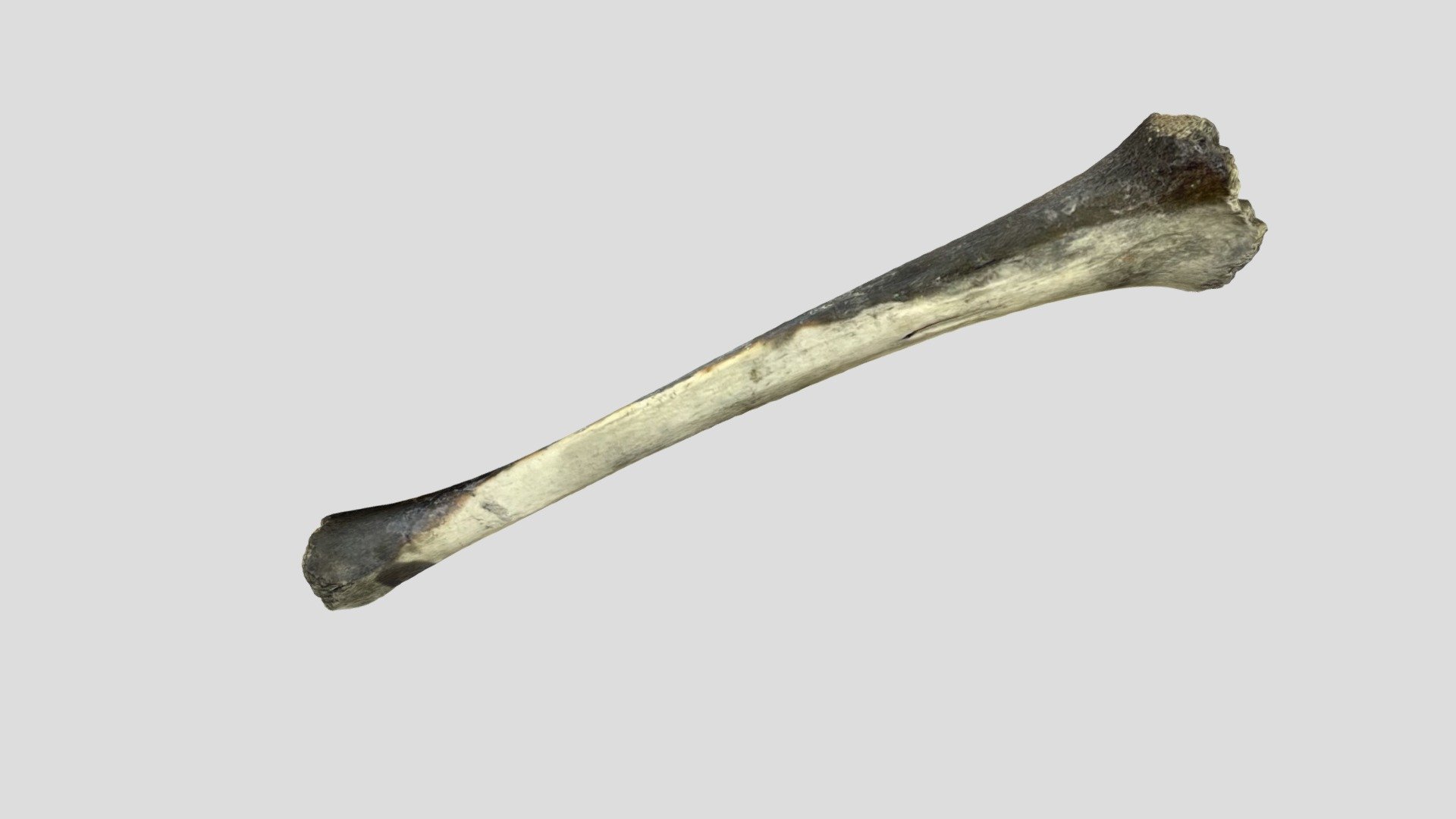 Pig Tibia: EOA:2022.90.3 - Download Free 3D model by Portland Museum ...