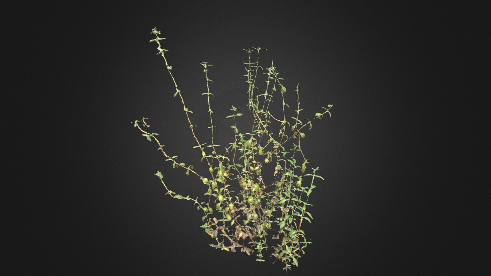 Thyme Herb Plant Scan - 3D model by Marcos Silva (@marcosramone25 ...